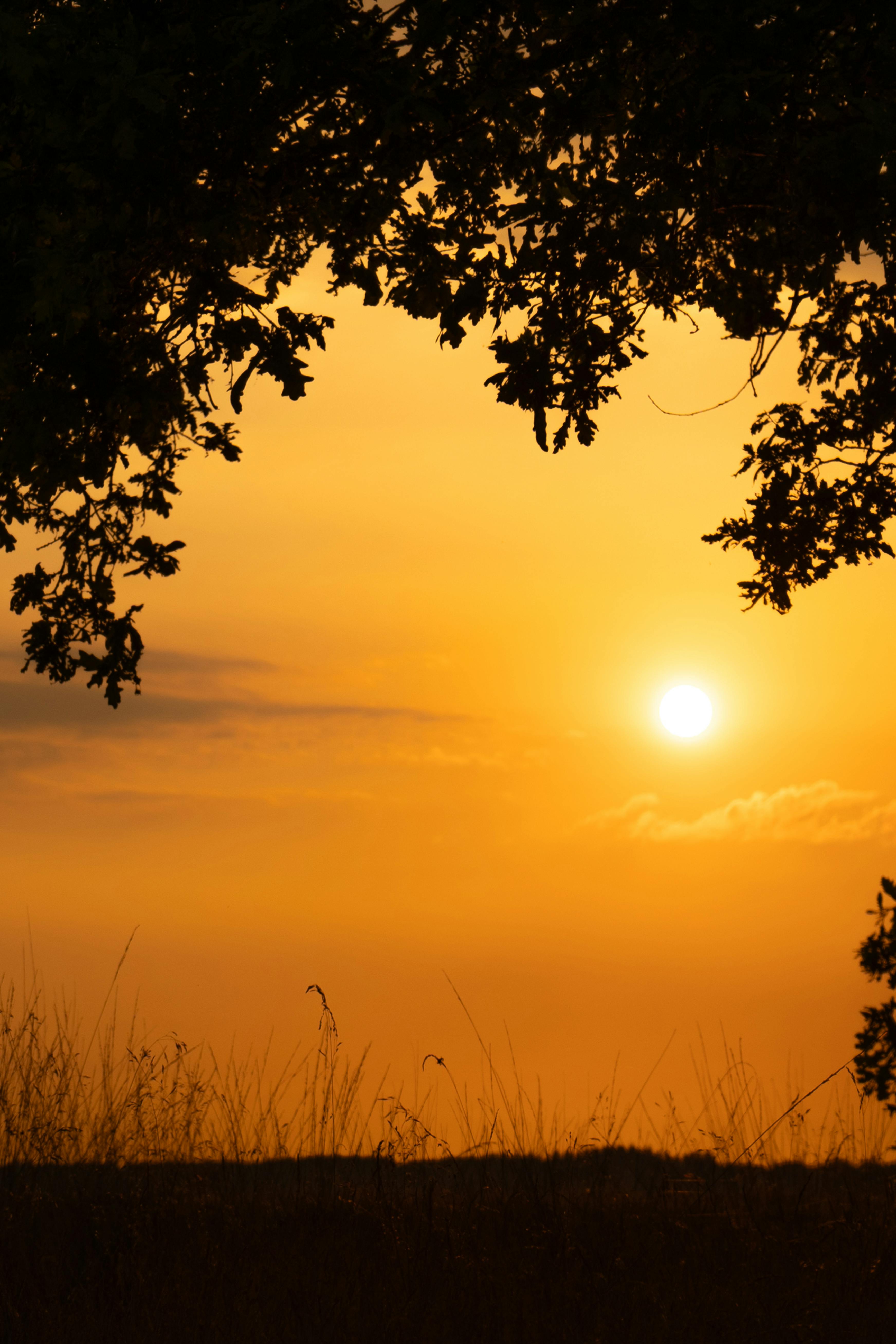 Sun on Yellow Sky behind Tree · Free Stock Photo