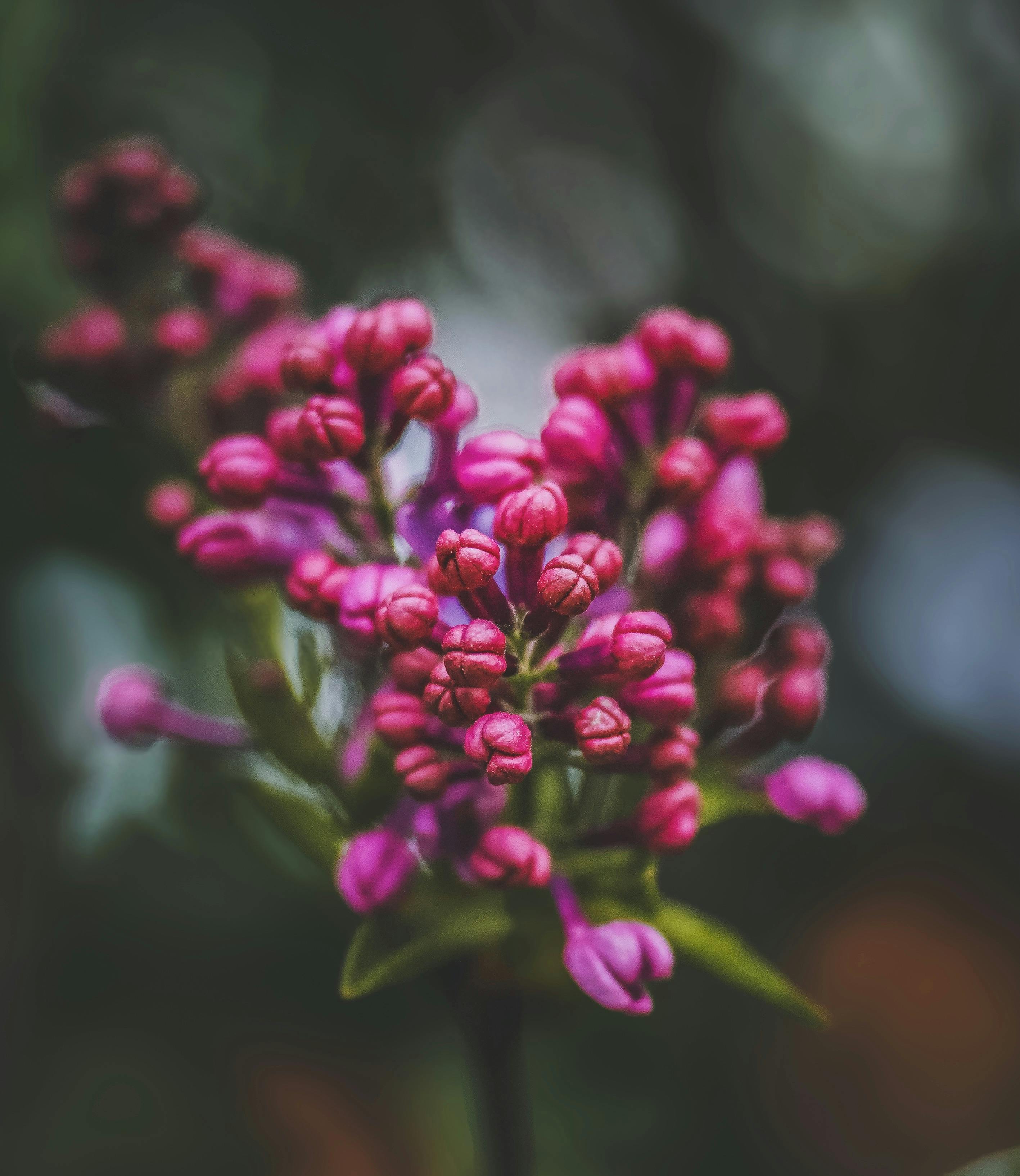 80+ Flieder Bilder und Fotos · Kostenlos Downloaden · Pexels Stock-Fotos