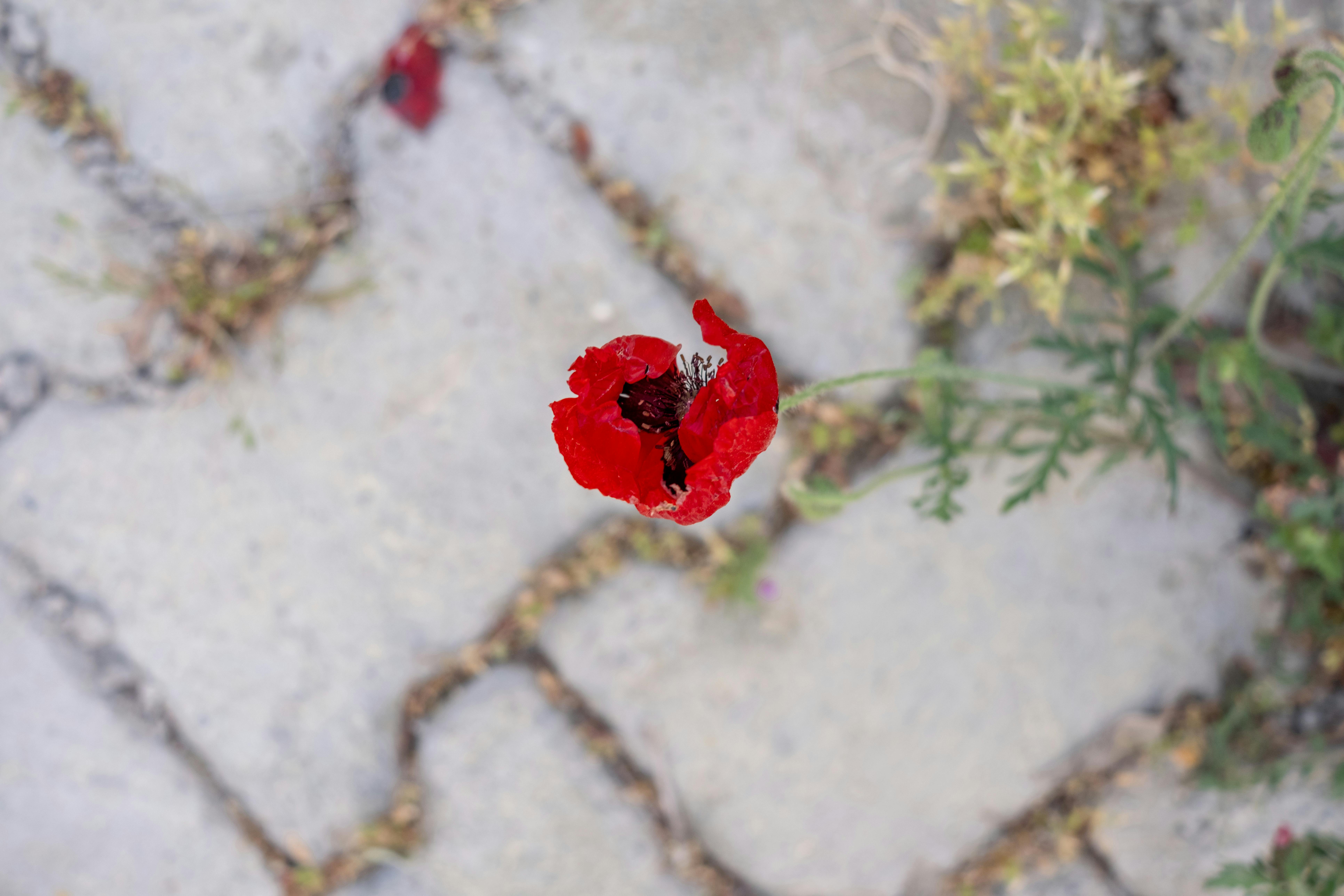 Poppy Flower over Pavement · Free Stock Photo