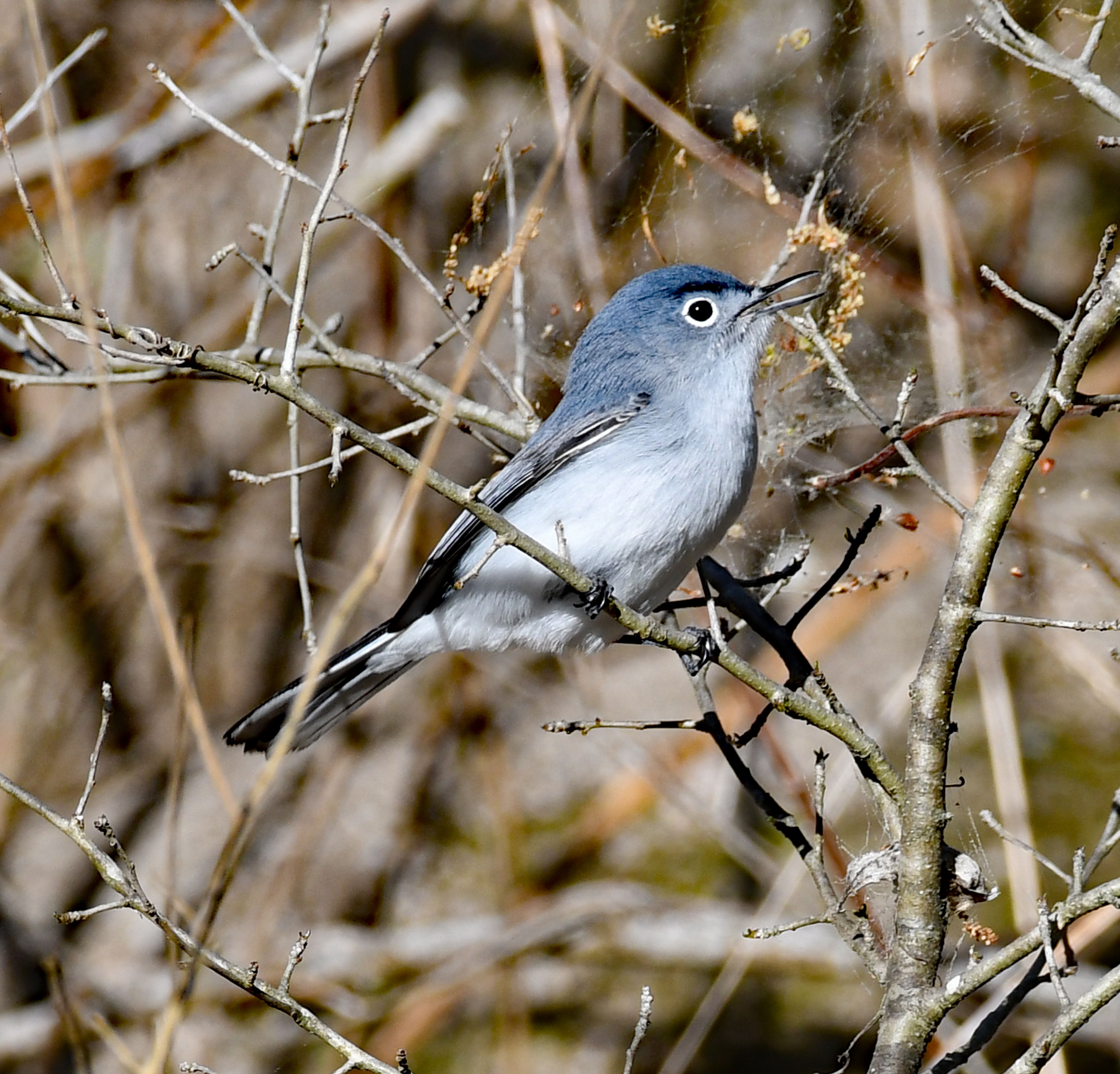 Blue Grey Gnatcatcher · Free Stock Photo