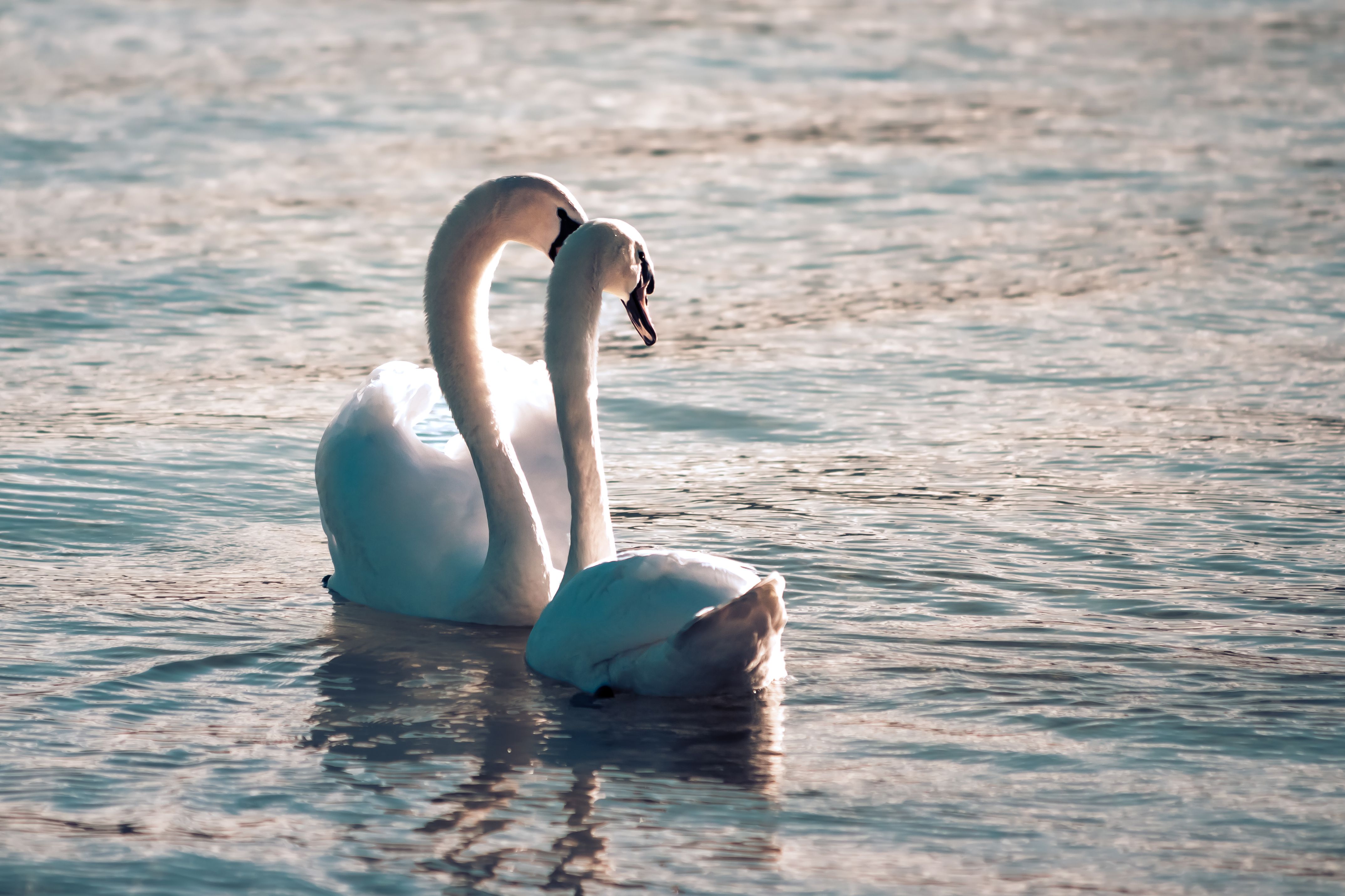 Swans on Lake · Free Stock Photo
