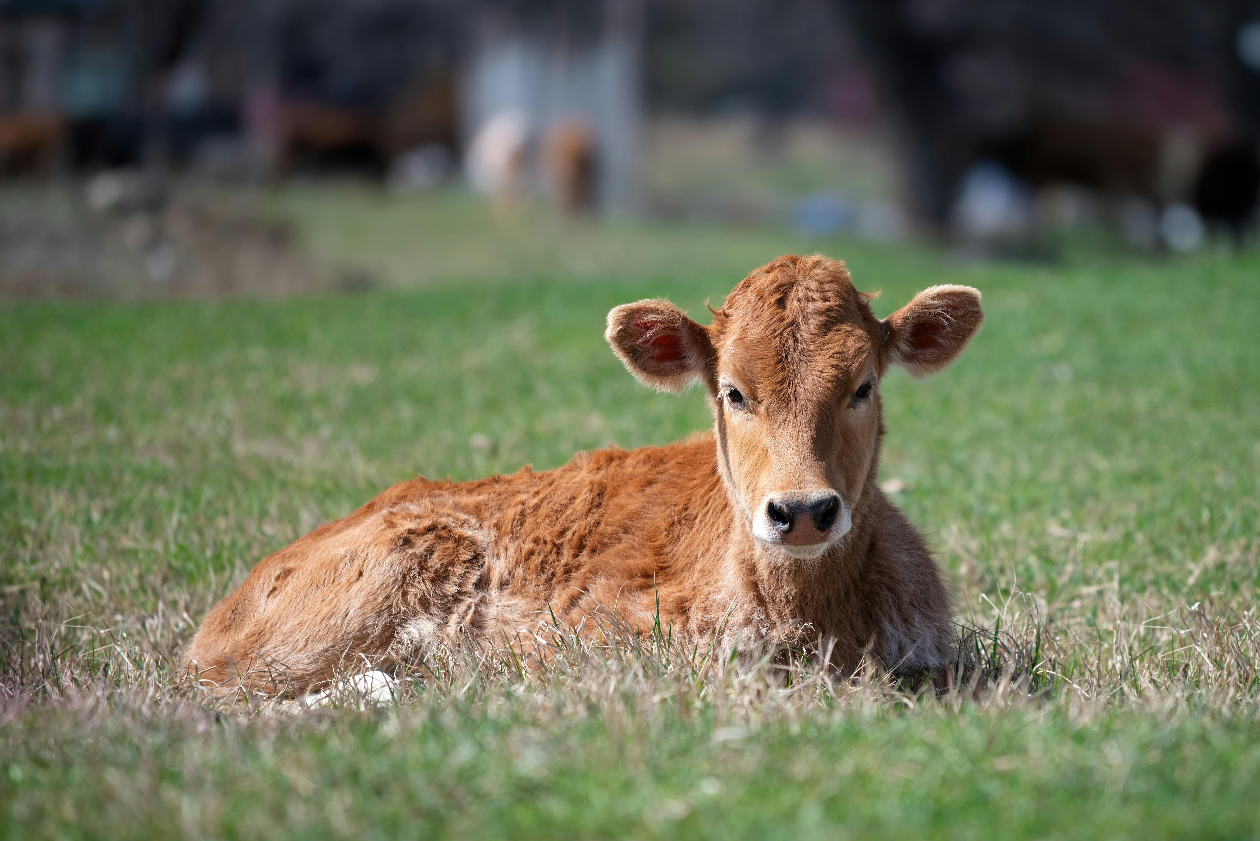 A brown calf laying in the grass in front of cows · Free Stock Photo
