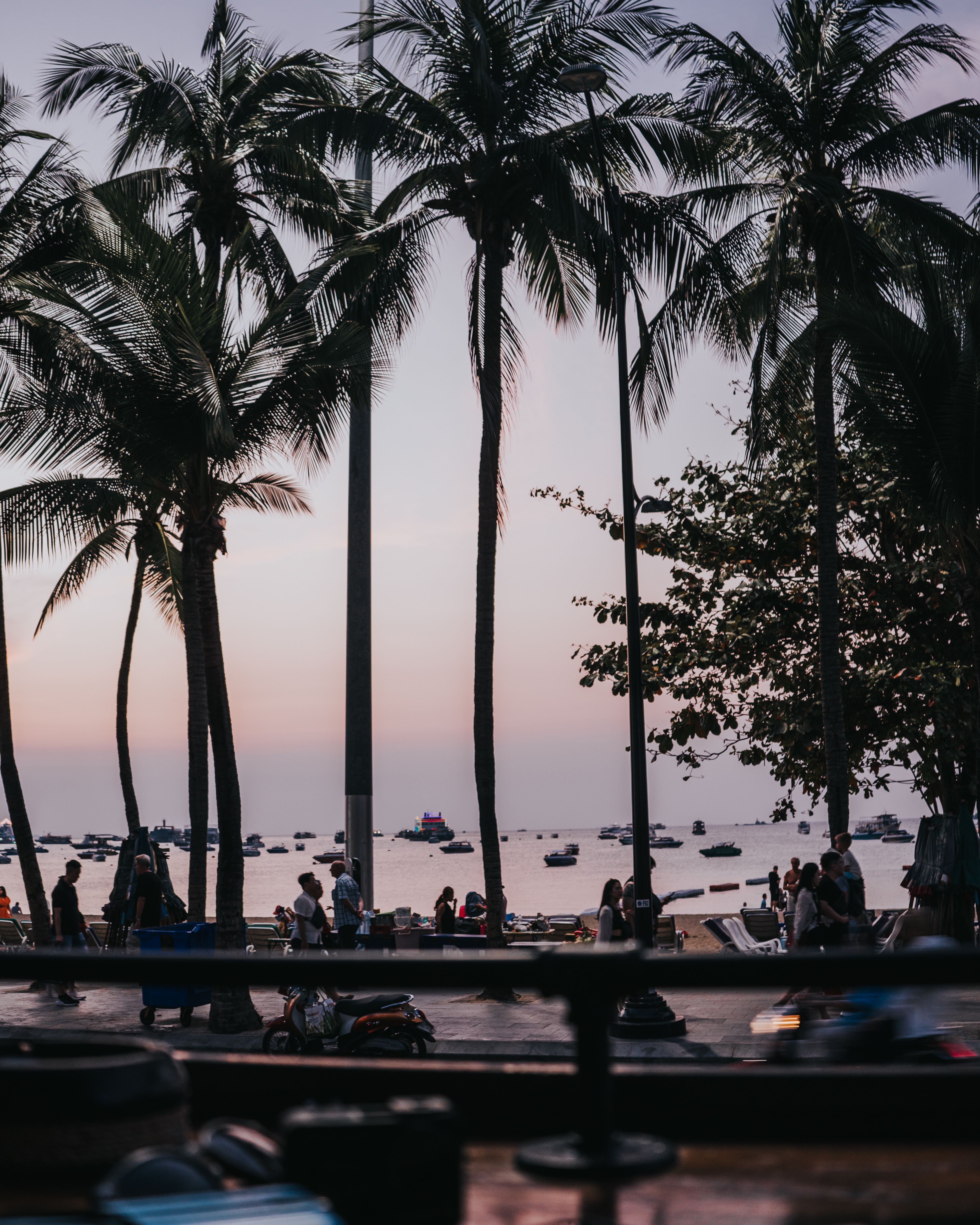 People Relaxing under Coastal Palm Trees at Dusk · Free Stock Photo