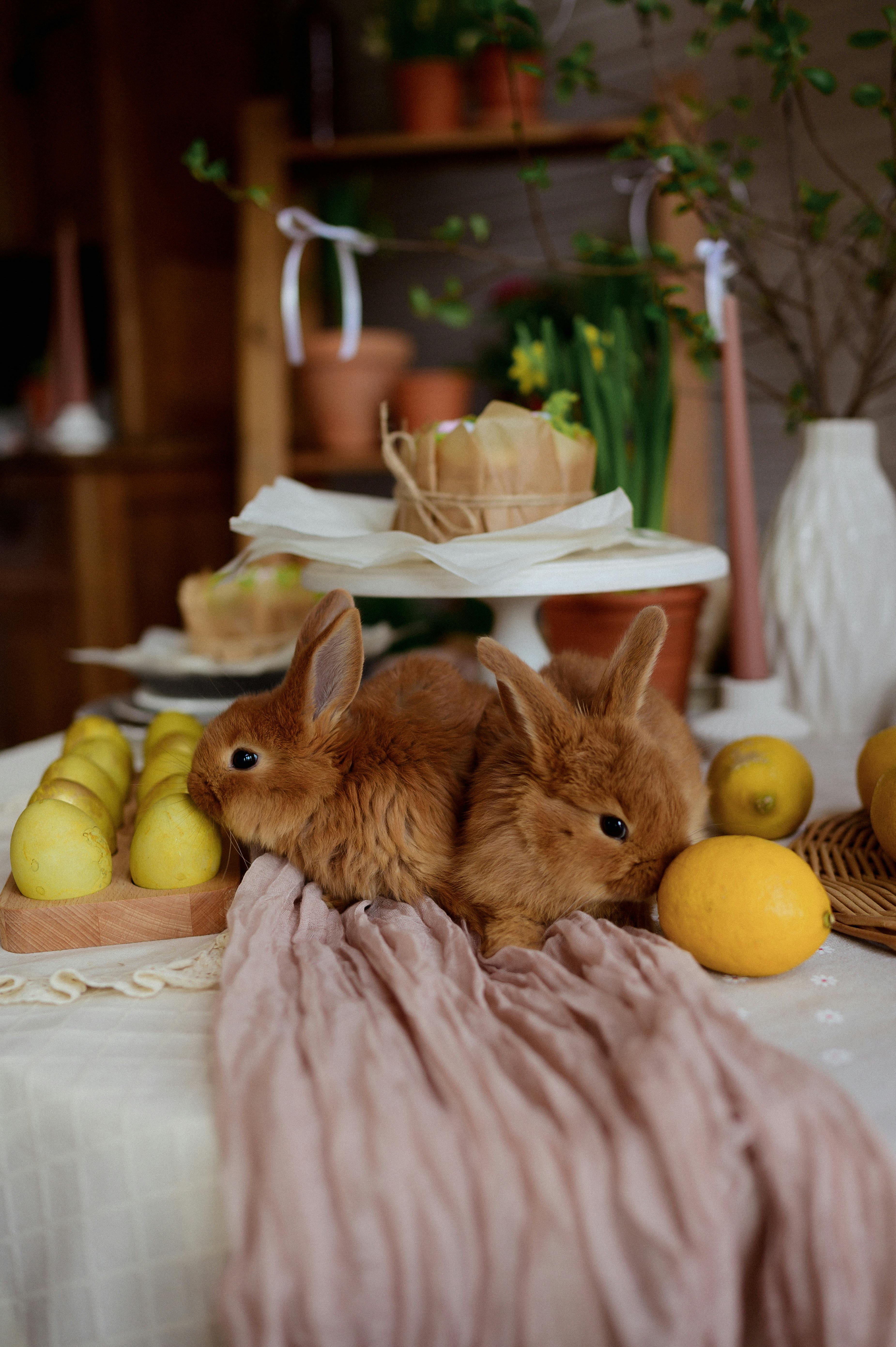 Rabbits Indoor Photos, Download The BEST Free Rabbits Indoor Stock ...