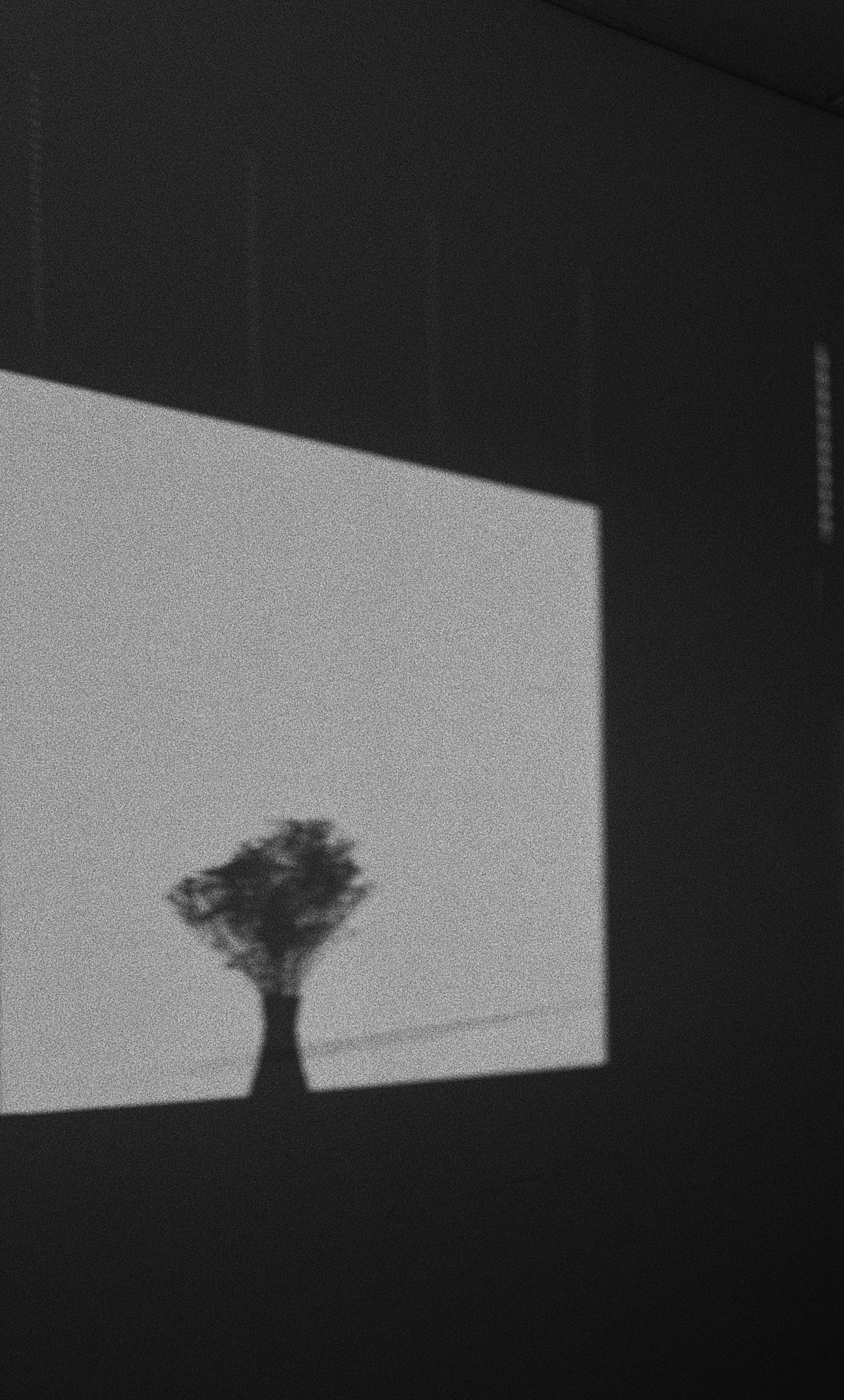 Tree Seen From a Window in Black and White · Free Stock Photo