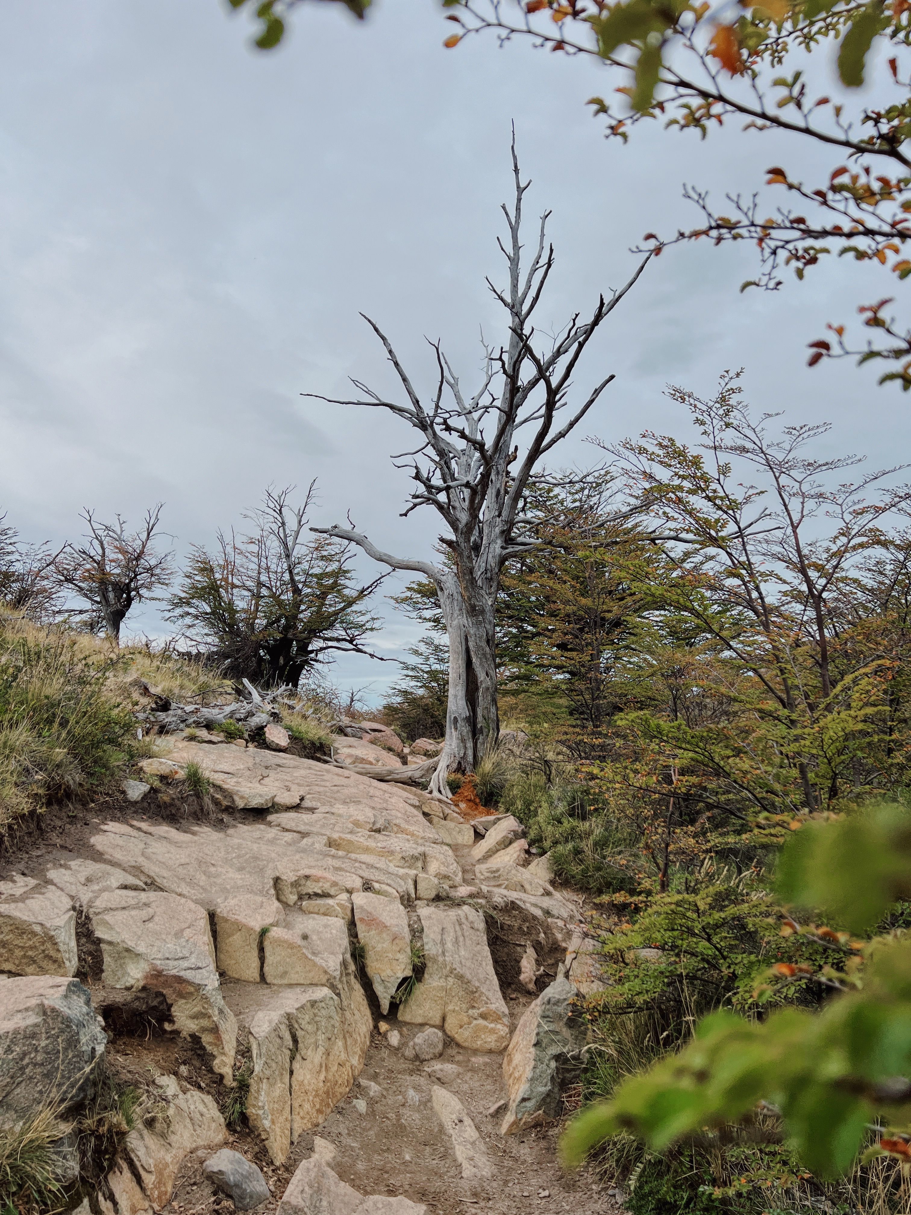 A Tree in Santa Cruz · Free Stock Photo