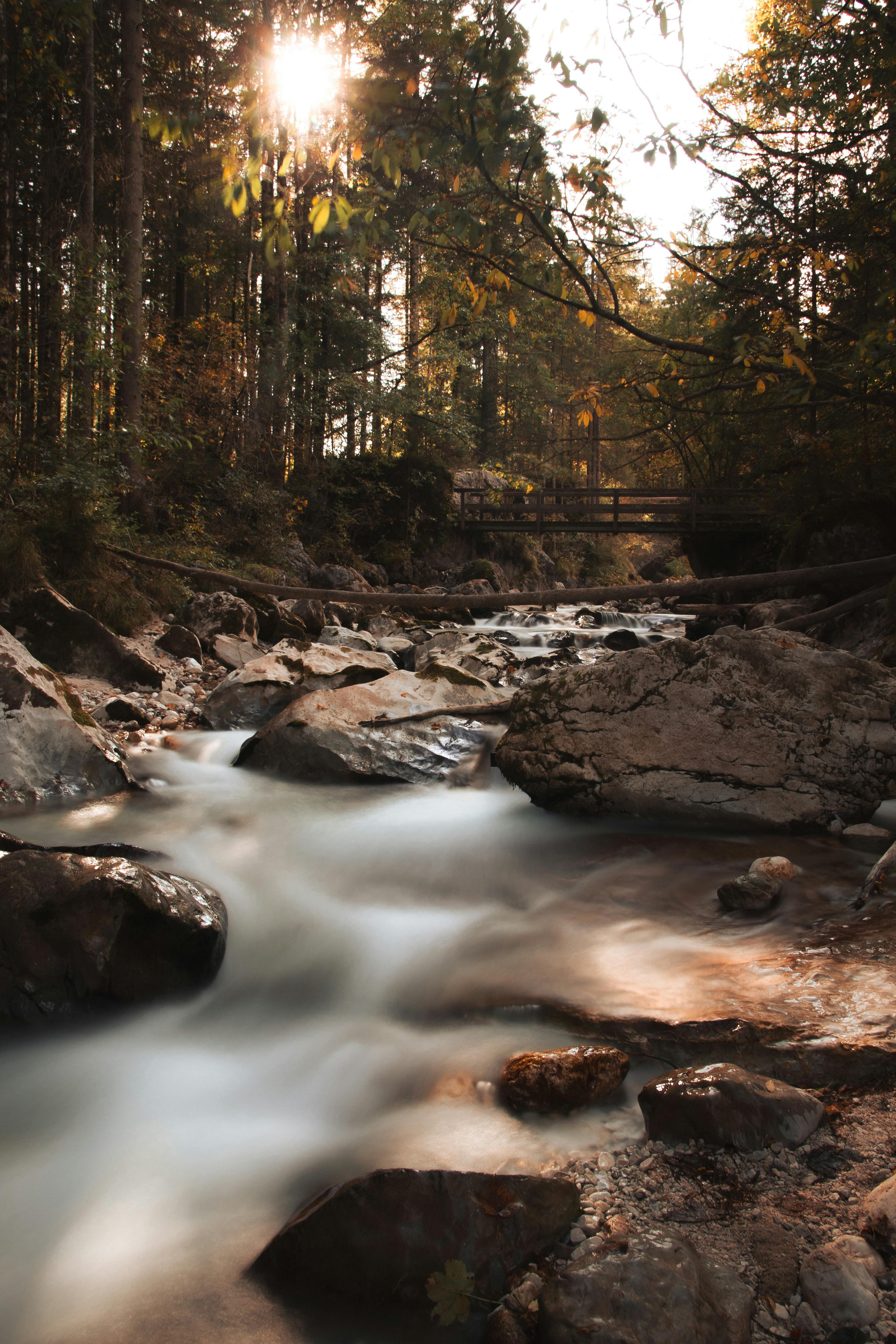 Rocks in Creek in Forest · Free Stock Photo