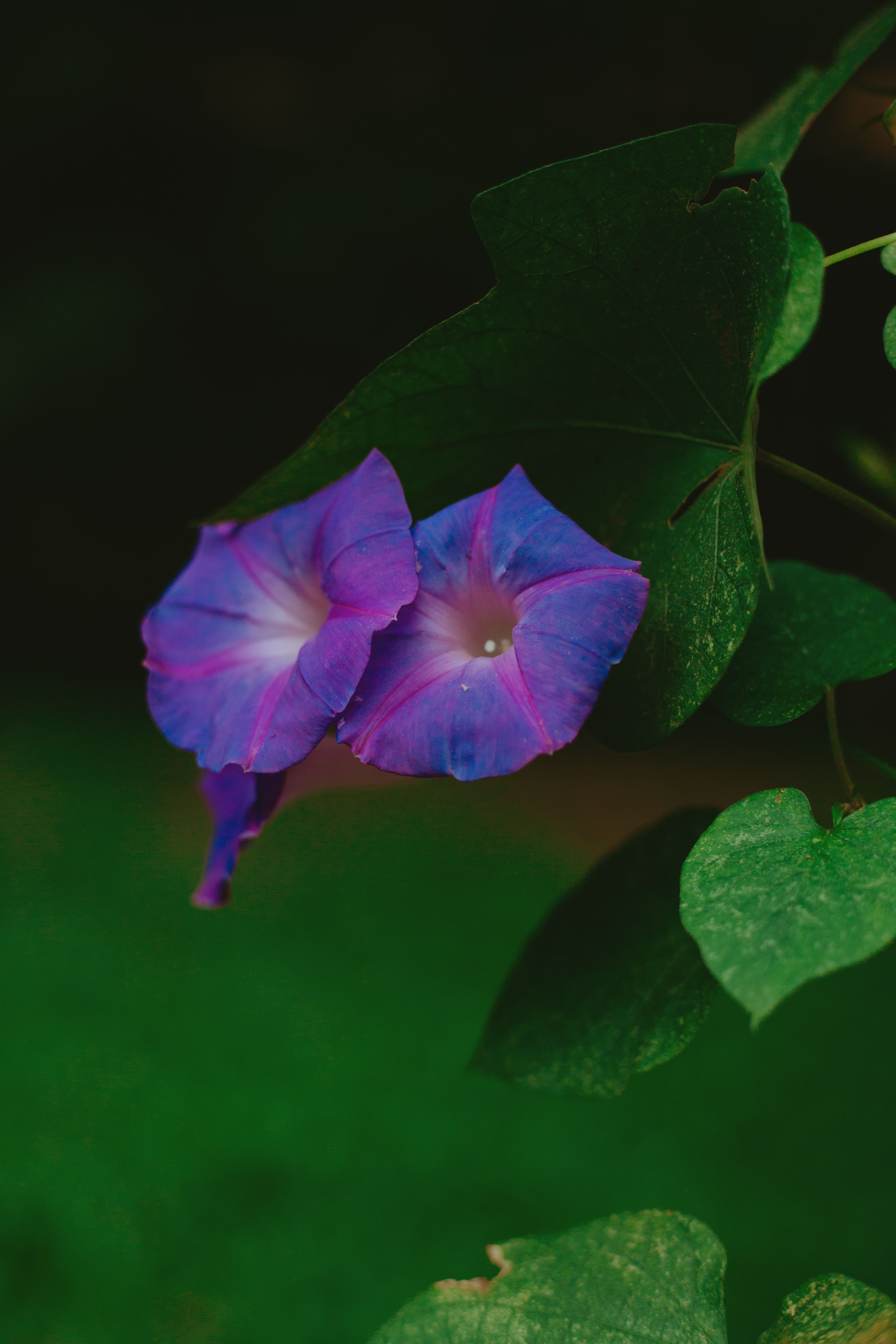 Blue Morning Glory Photos, Download The BEST Free Blue Morning Glory ...