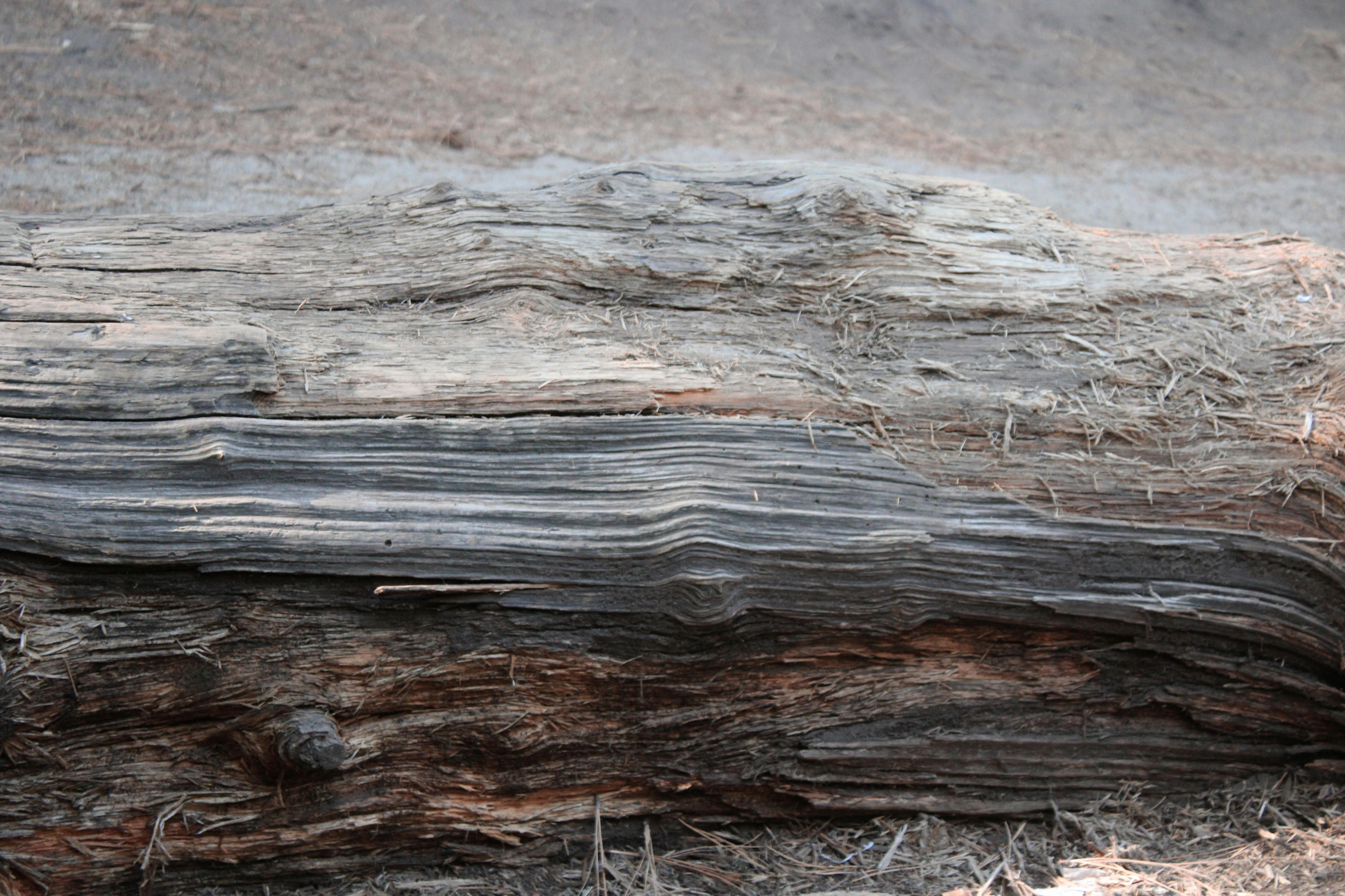 Tree Texture Photos, Download The BEST Free Tree Texture Stock Photos ...