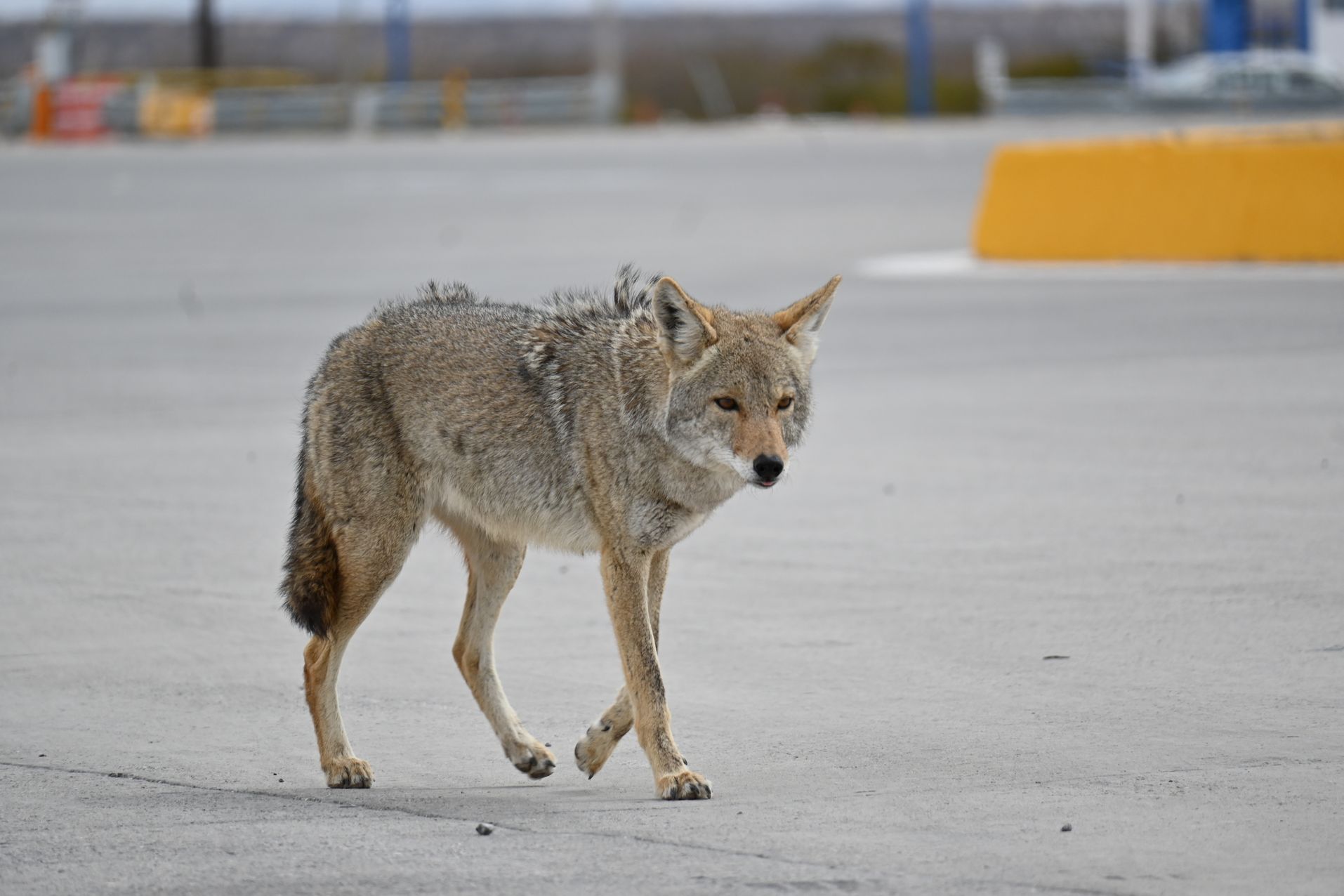 California Valley Coyote: Habitat & Behavior Insights