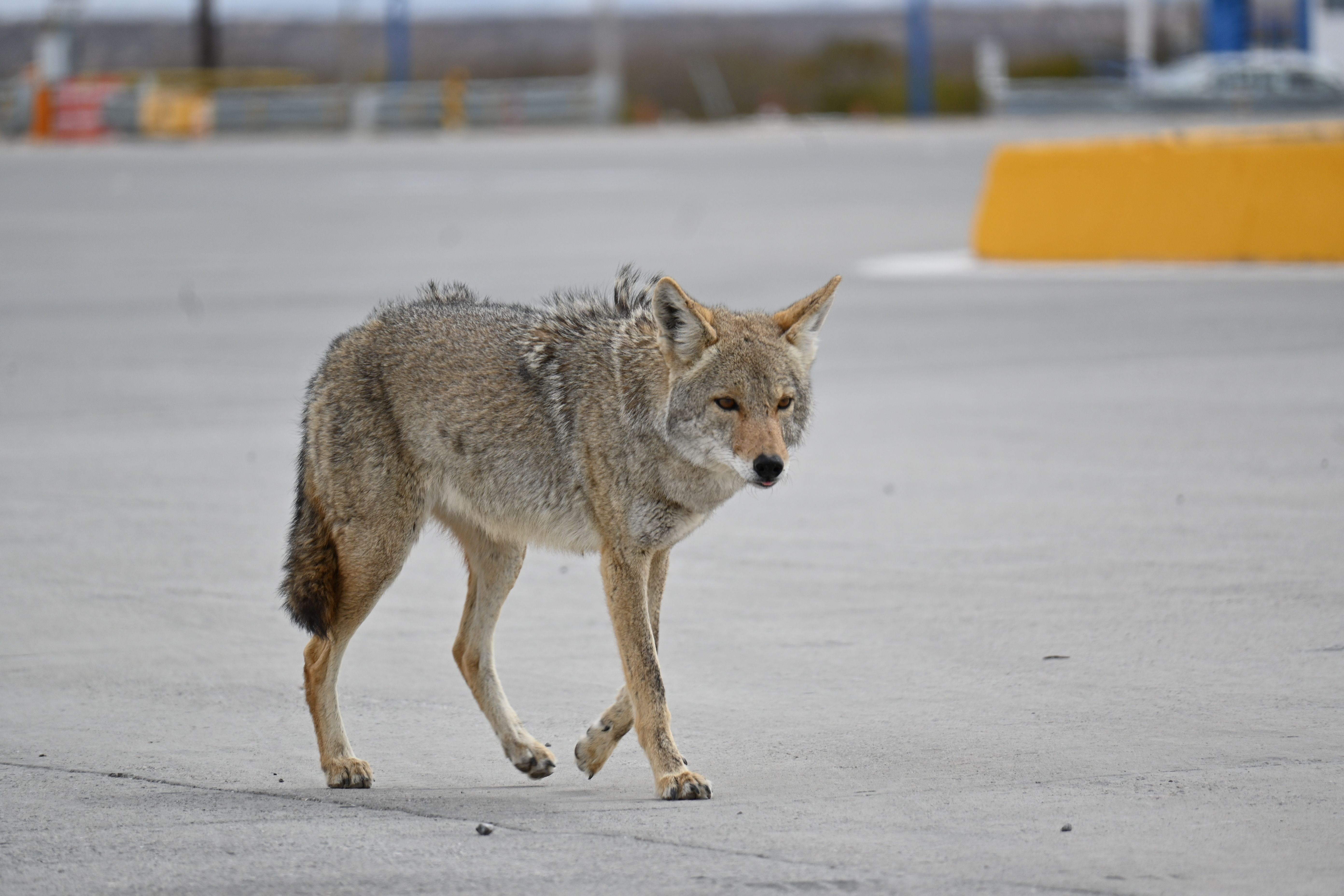 Wolf Vx Fox Photos, Download The BEST Free Wolf Vx Fox Stock Photos ...