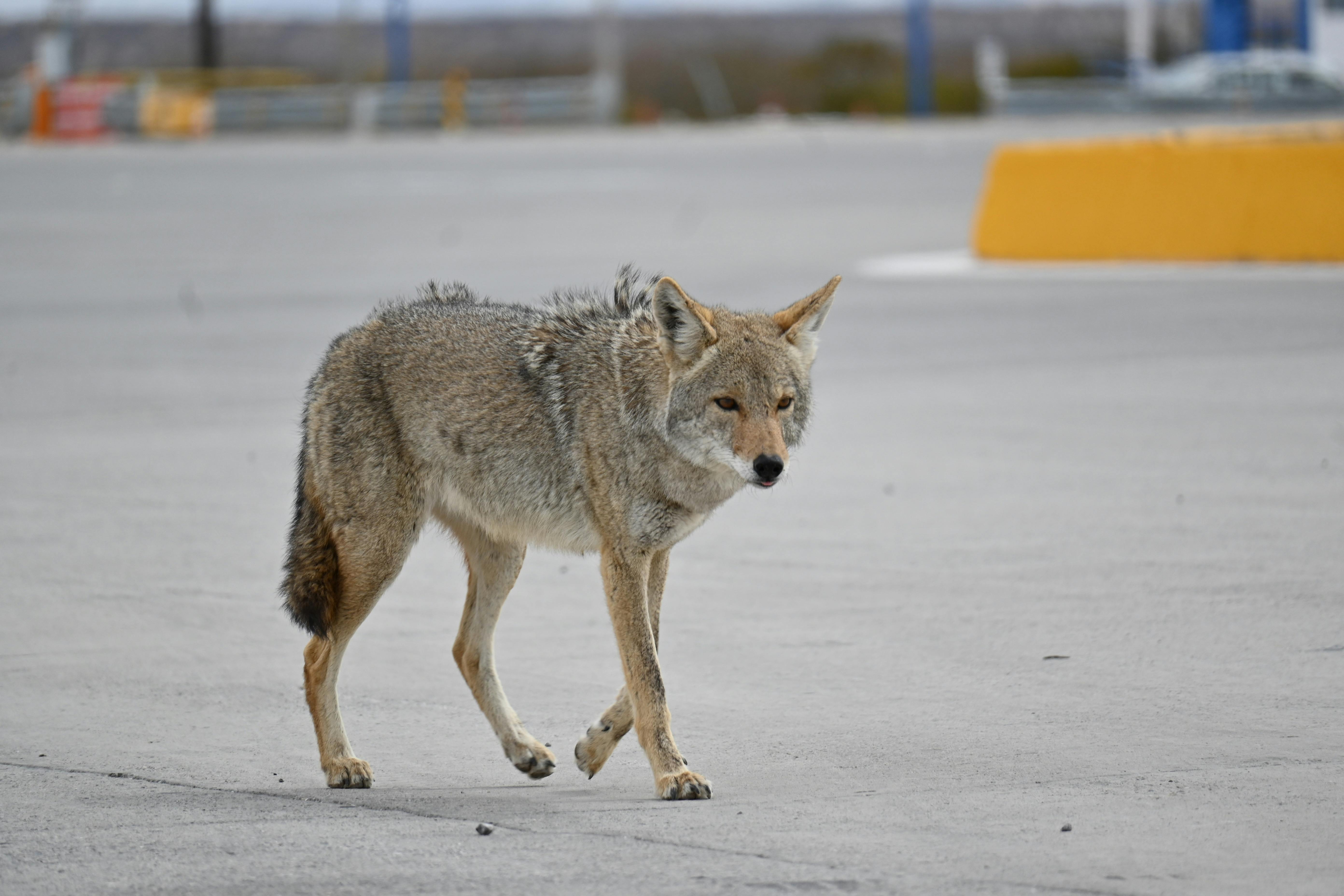 Coyote Walking Photos, Download The BEST Free Coyote Walking Stock ...