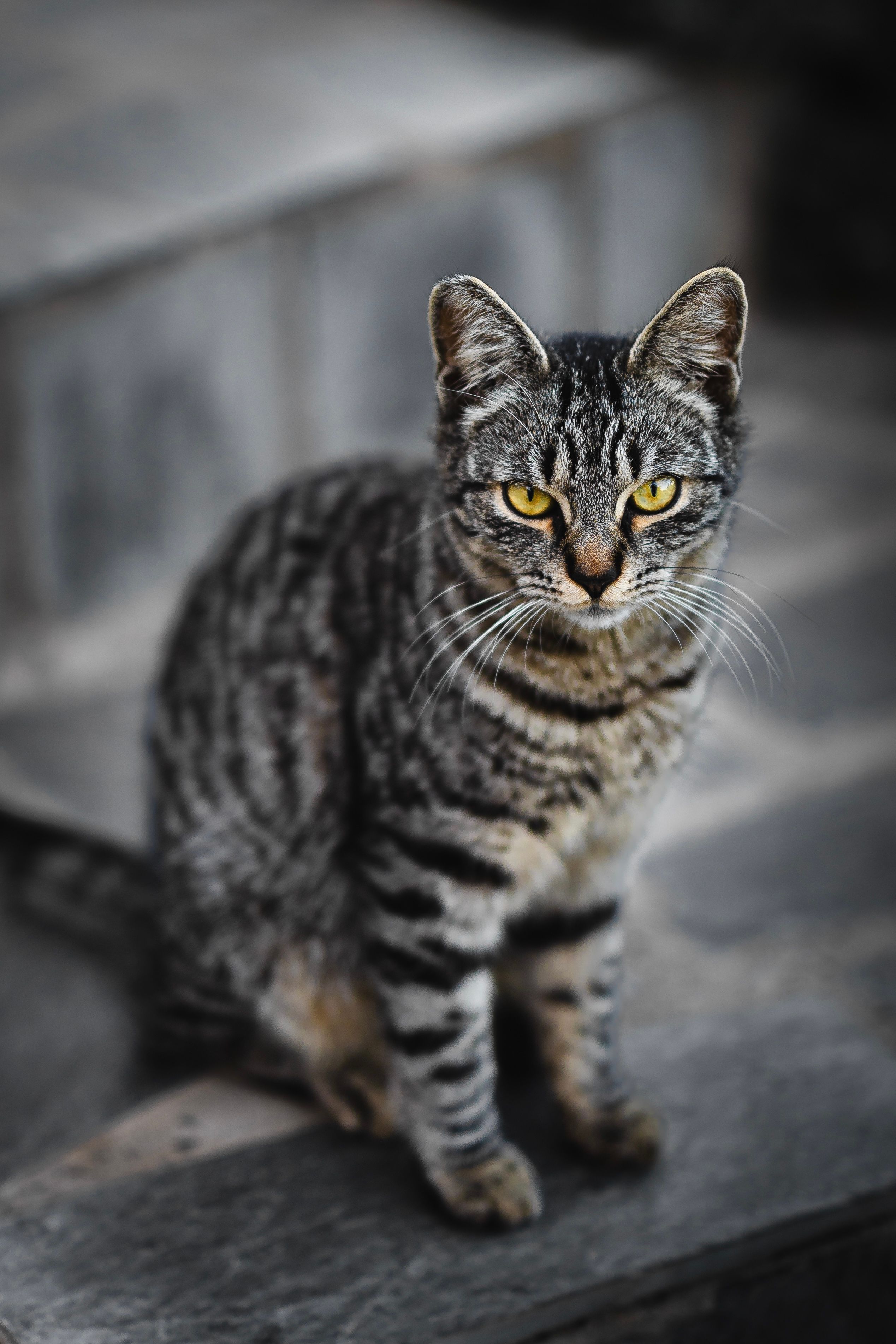 Cat Profile Pics Photos, Download The BEST Free Cat Profile Pics Stock ...