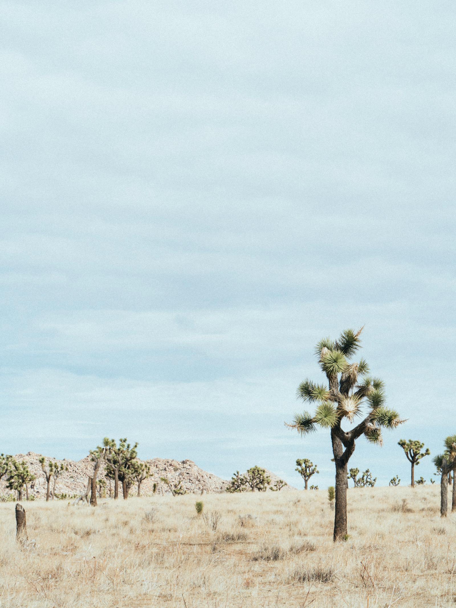 Joshua Tree National Park Photos, Download The BEST Free Joshua Tree ...