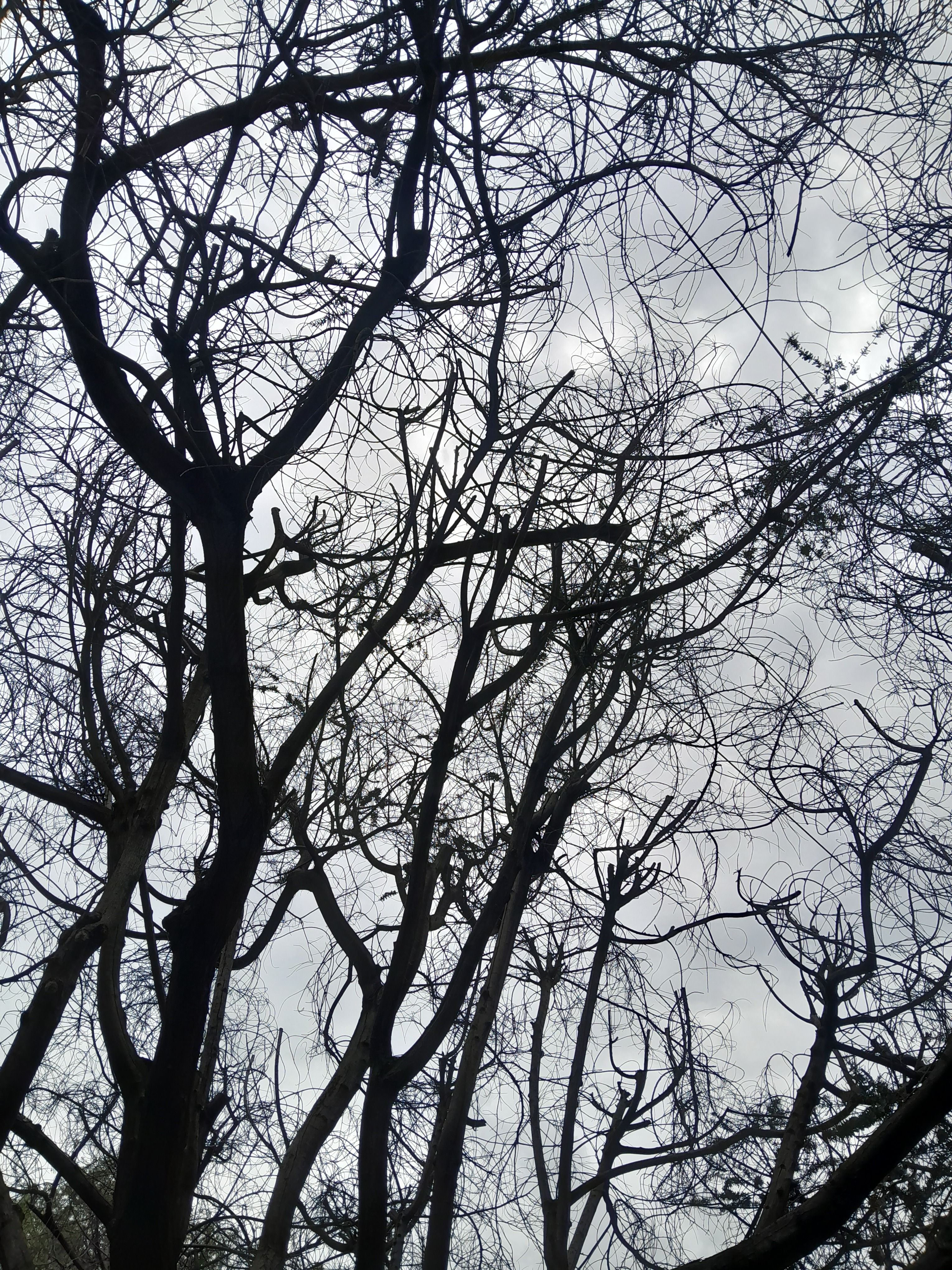 ARBOLES 1 Photos & Videos Collected by Maria Parias