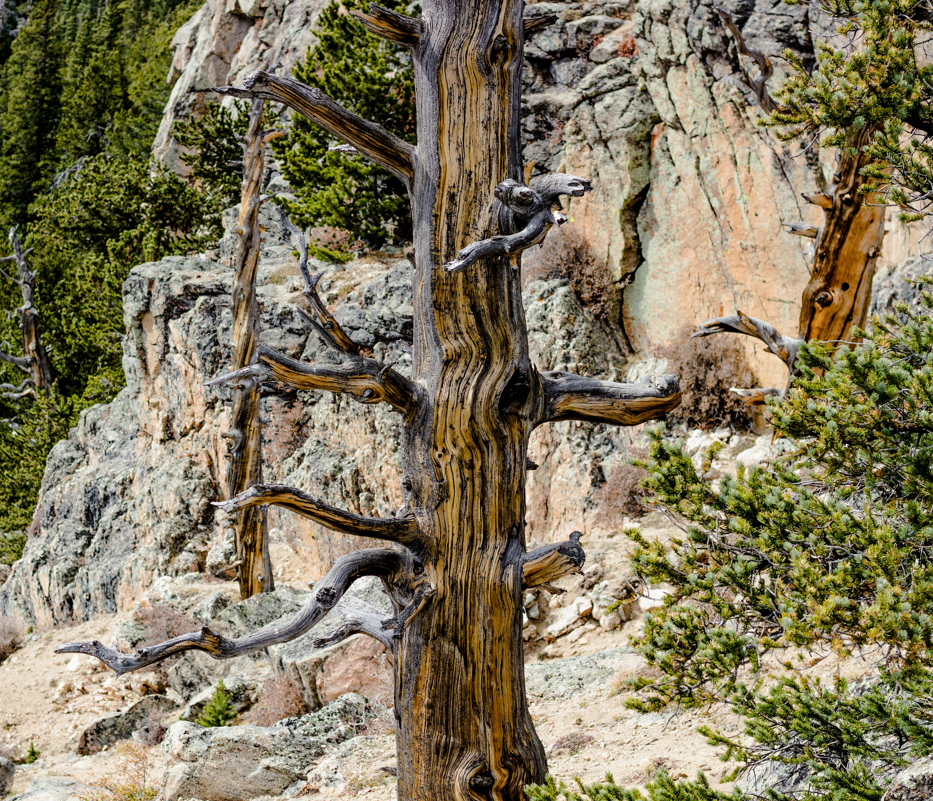 Withered Tree near Rocks · Free Stock Photo