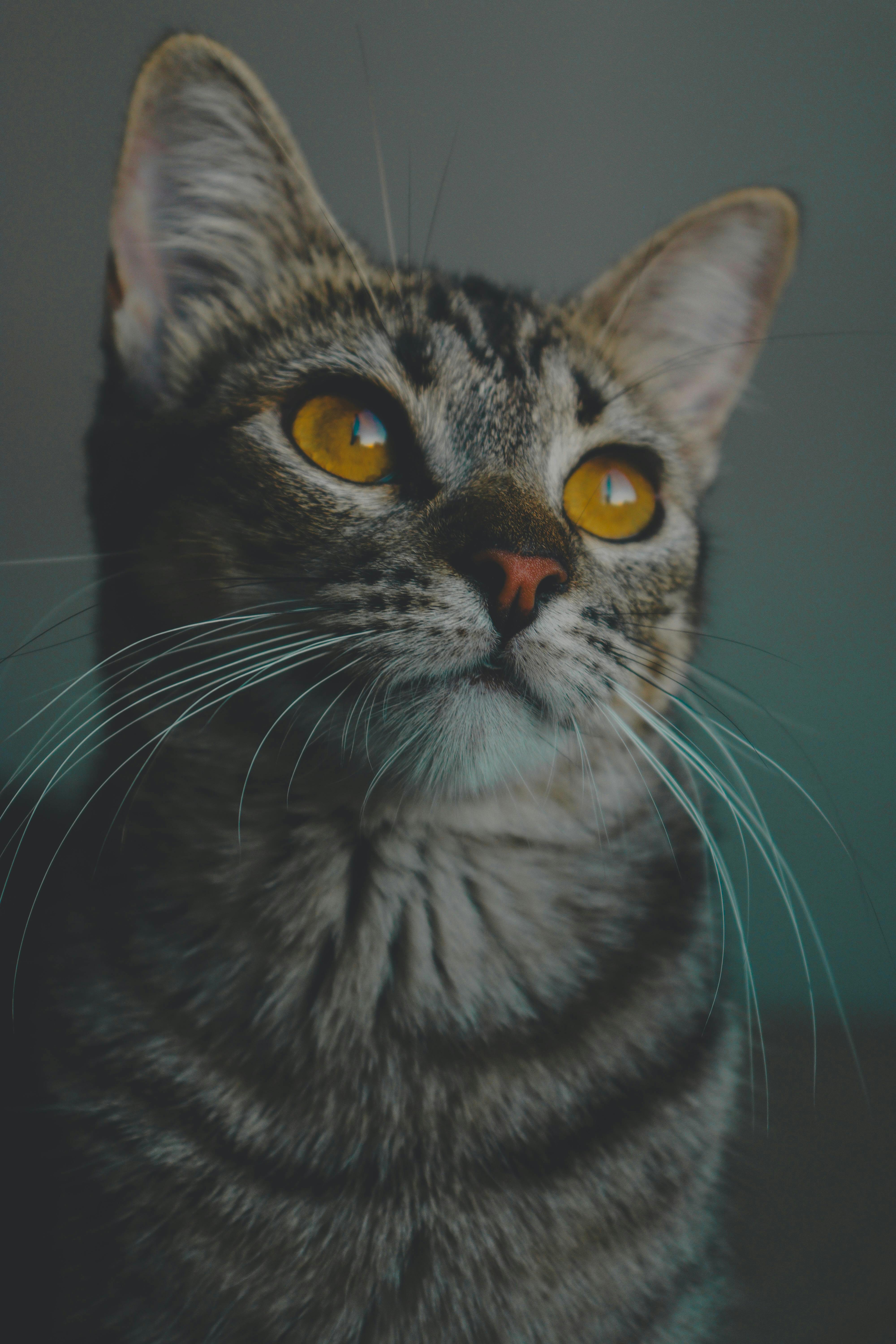 A Cat on Grey Background · Free Stock Photo