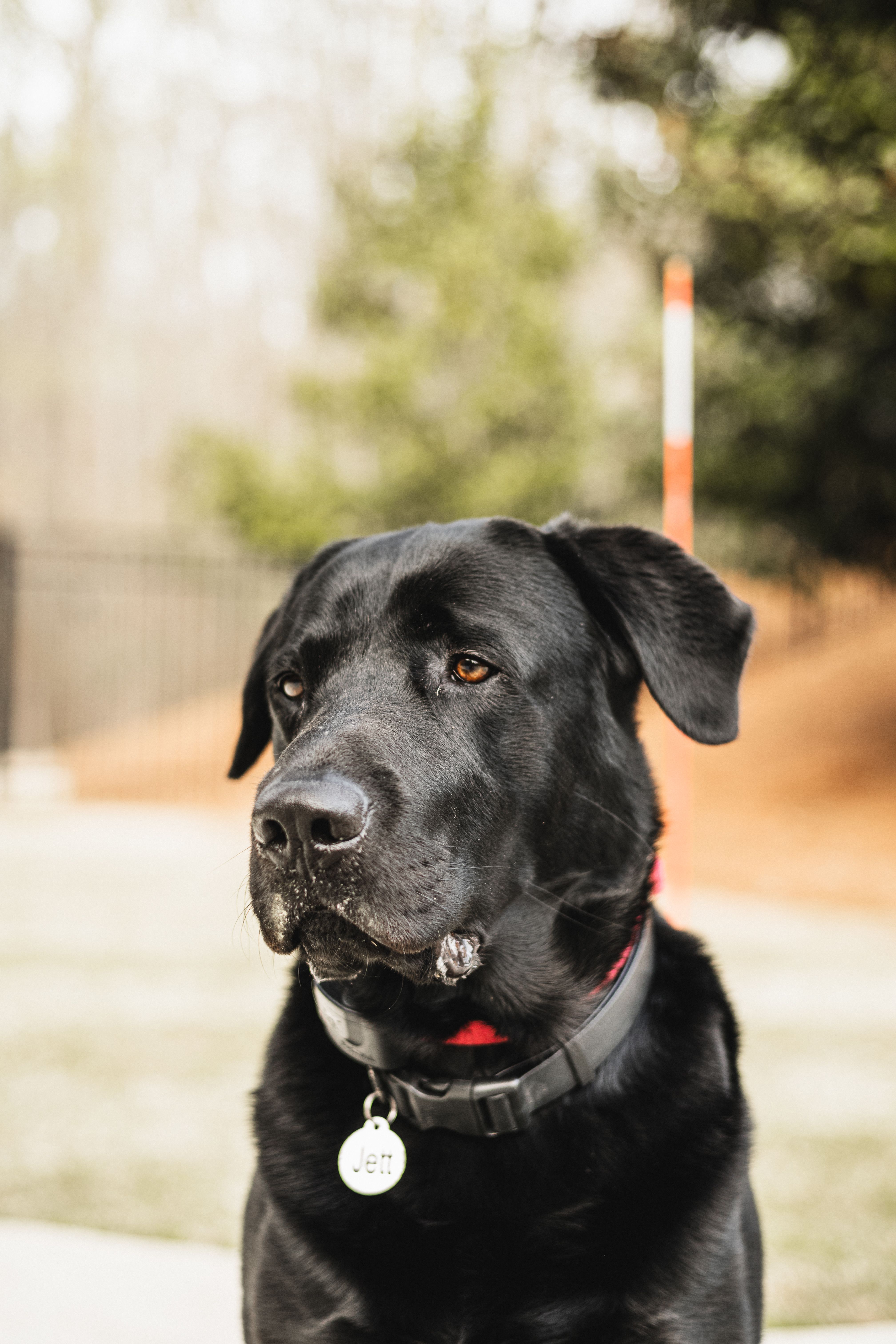Photo gratuite de animaux de compagnie, chien, chien noir, collier ...
