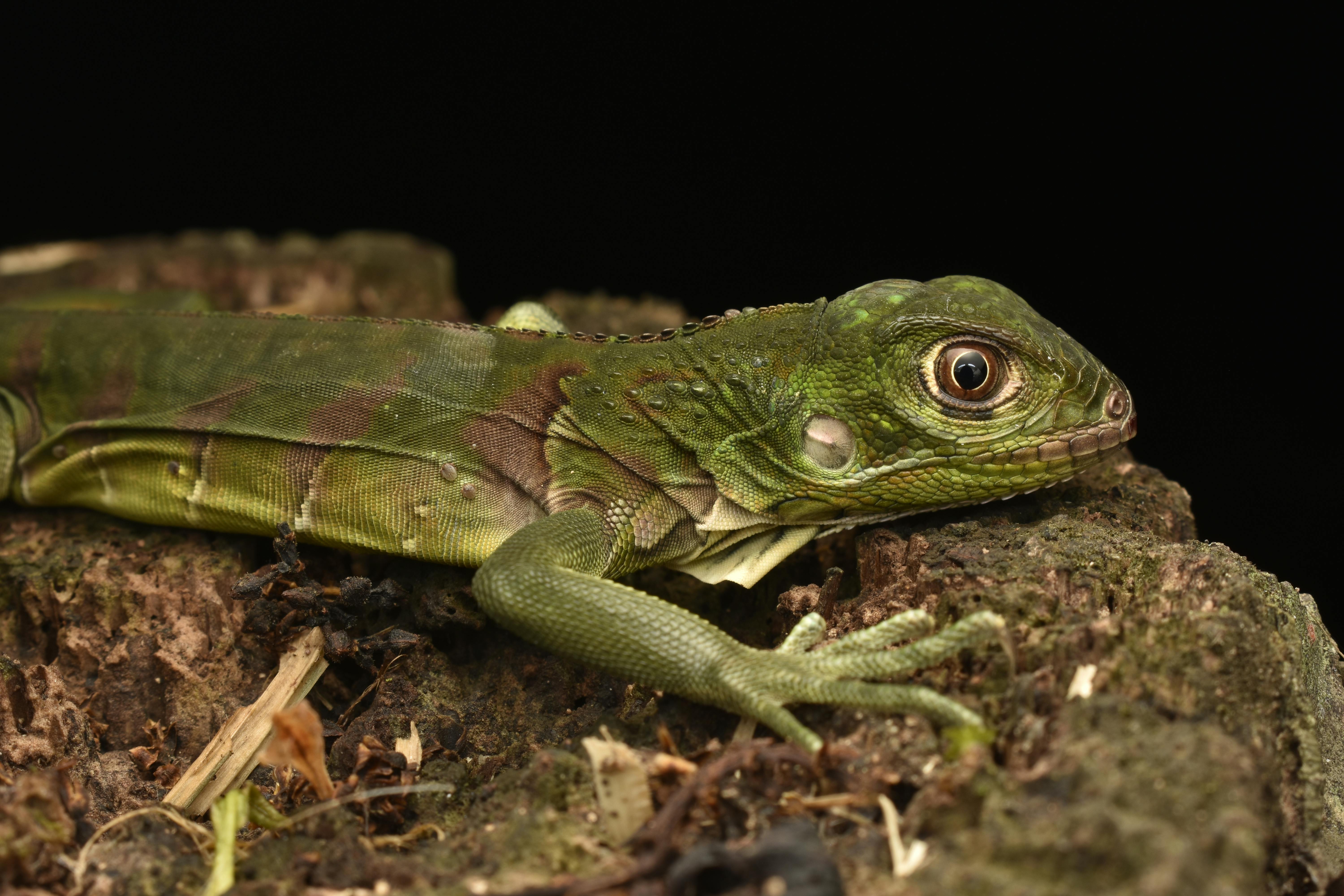 Green Iguana Sitting in Rock · Free Stock Photo