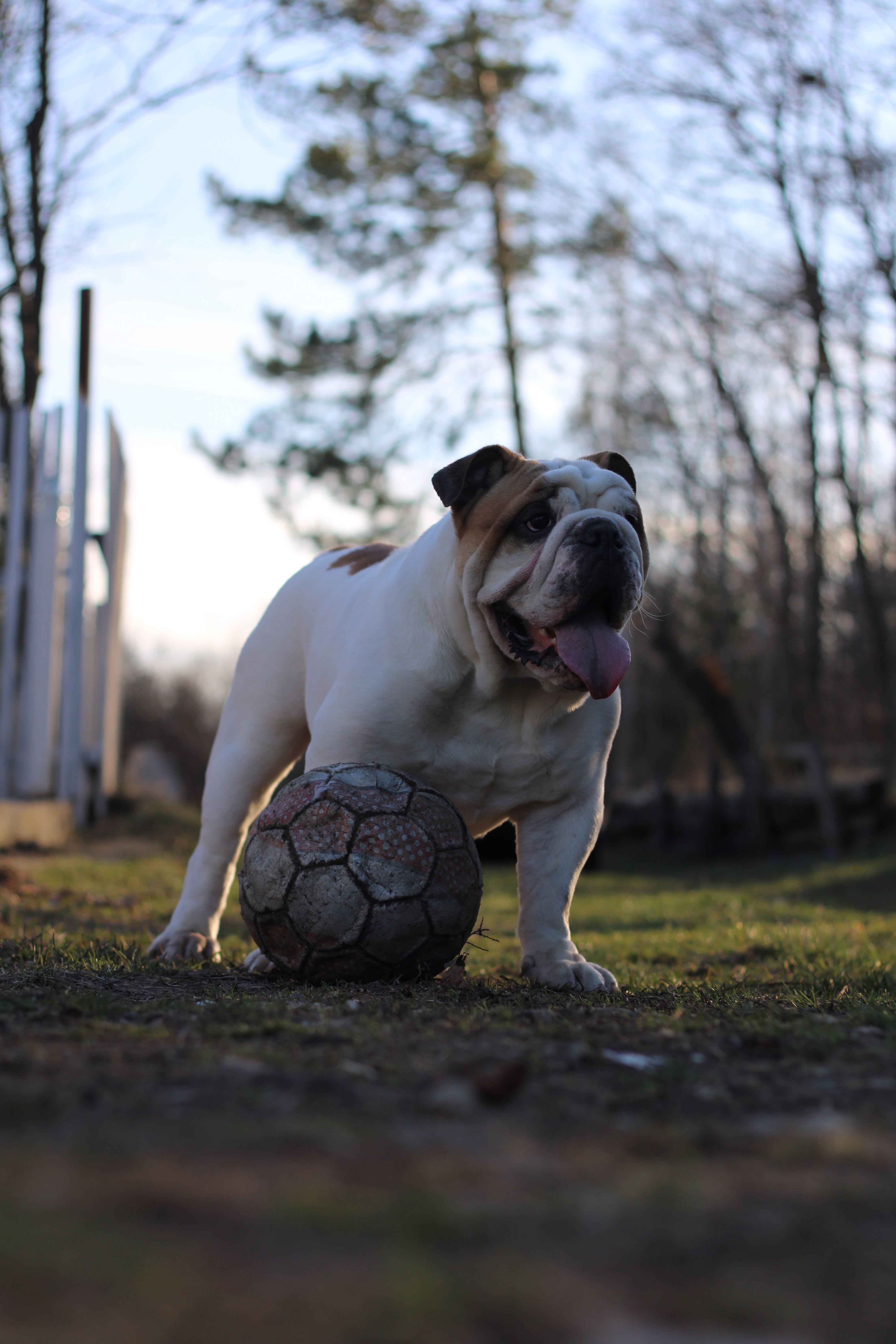 Dog Playing with Ball · Free Stock Photo