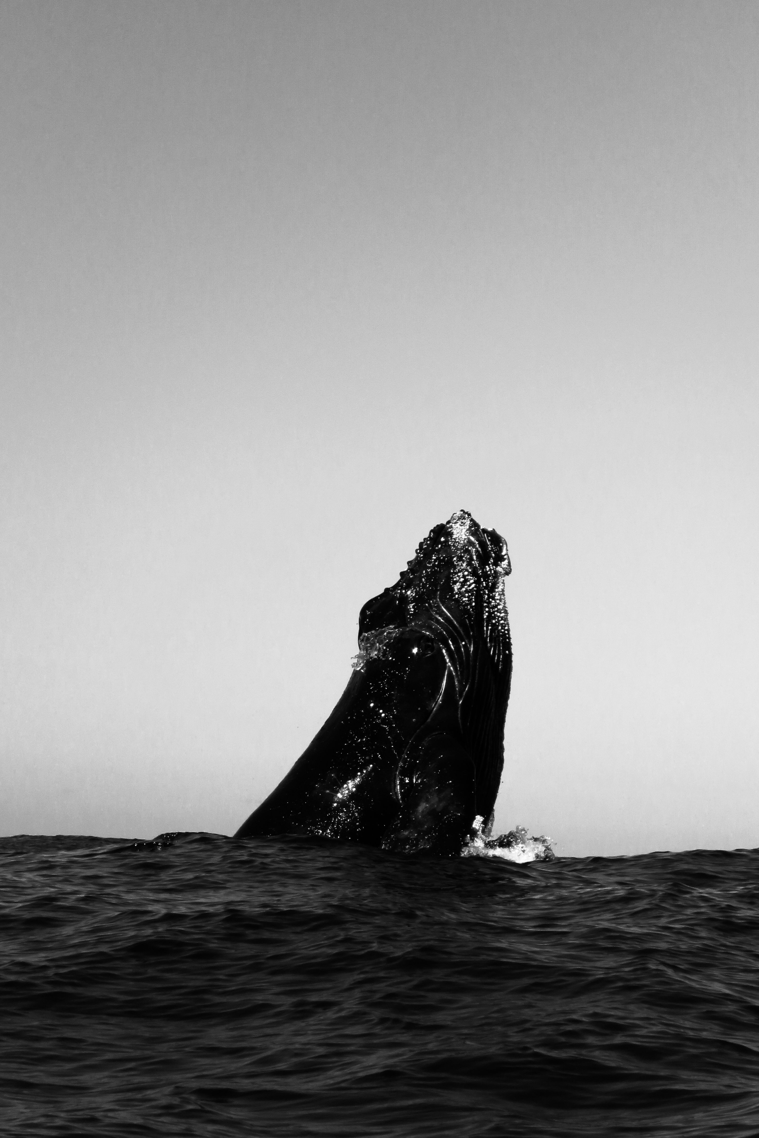Seas Eater Photos, Download The BEST Free Seas Eater Stock Photos & HD ...