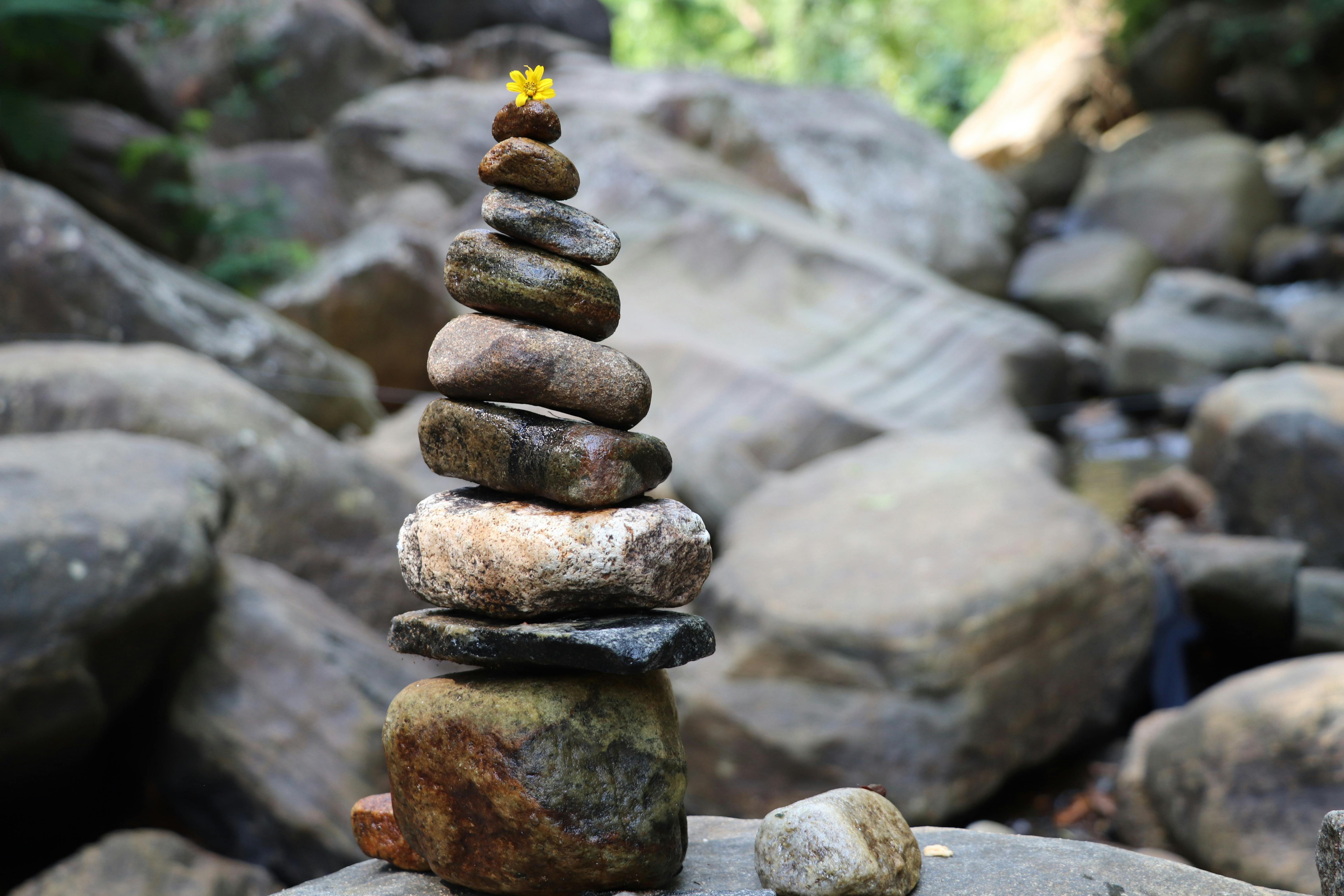 Yellow Flower on Top of Pile of Rocks · Free Stock Photo