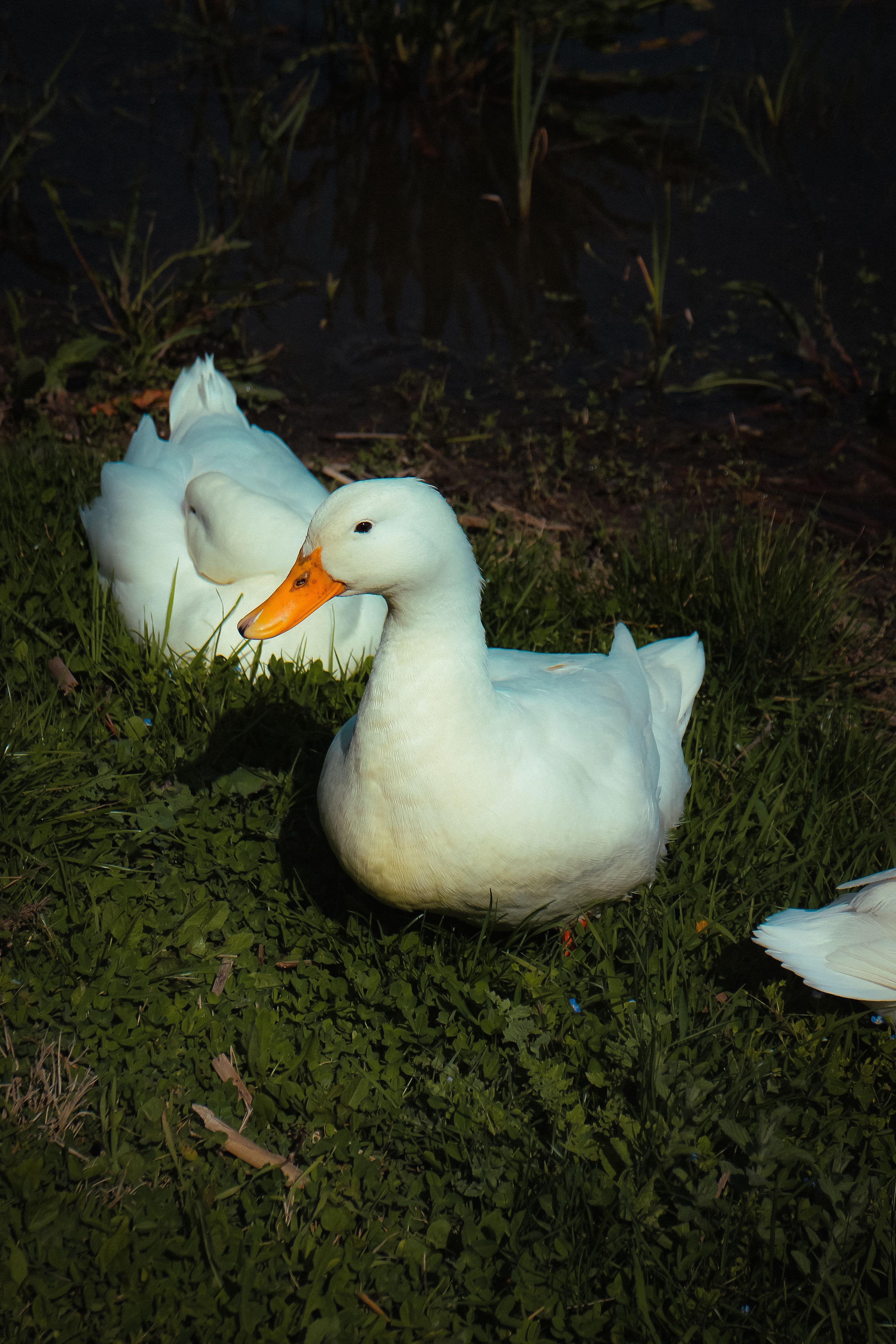 White Ducks in the Farm Yard · Free Stock Photo