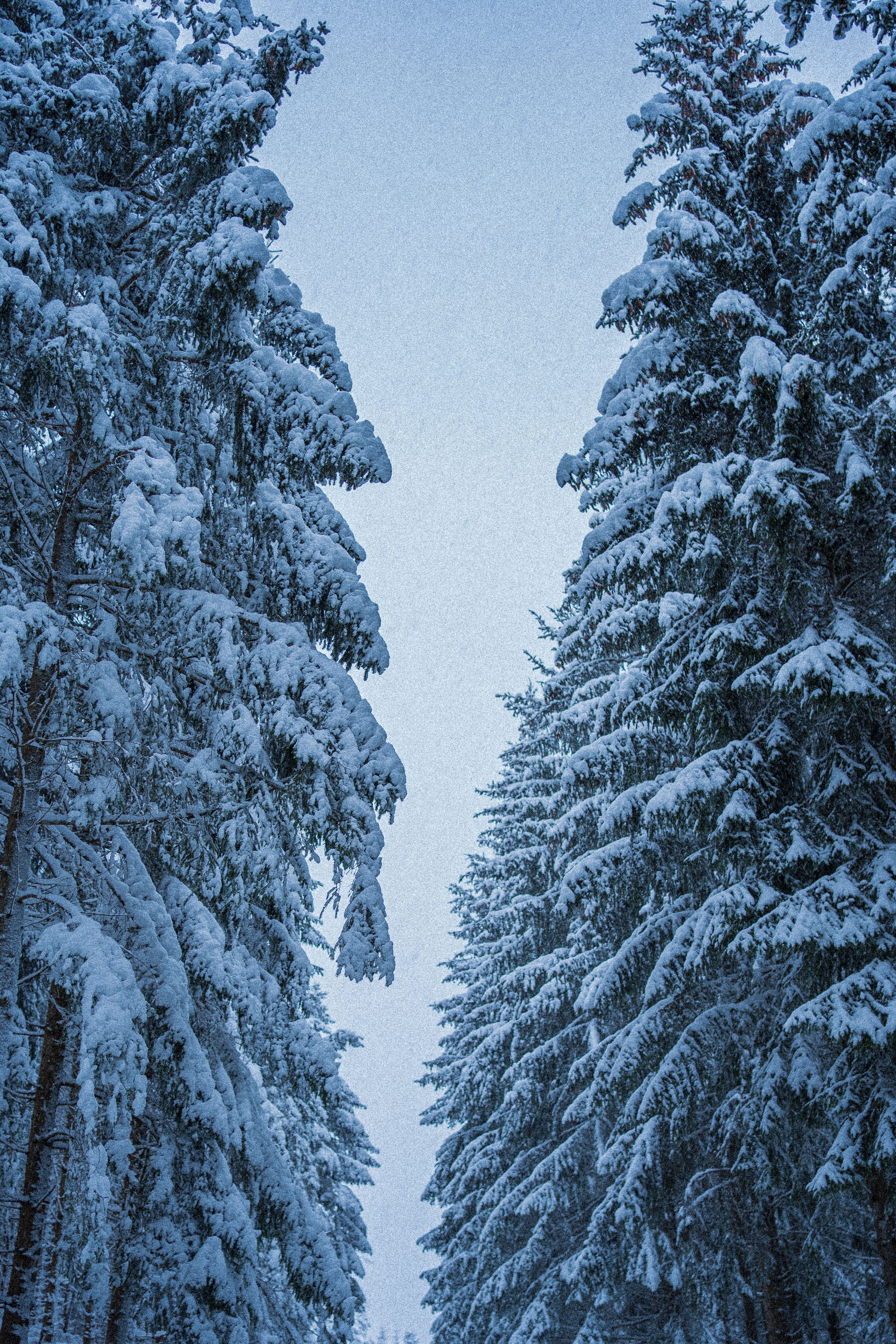 Snow on Evergreen Trees · Free Stock Photo