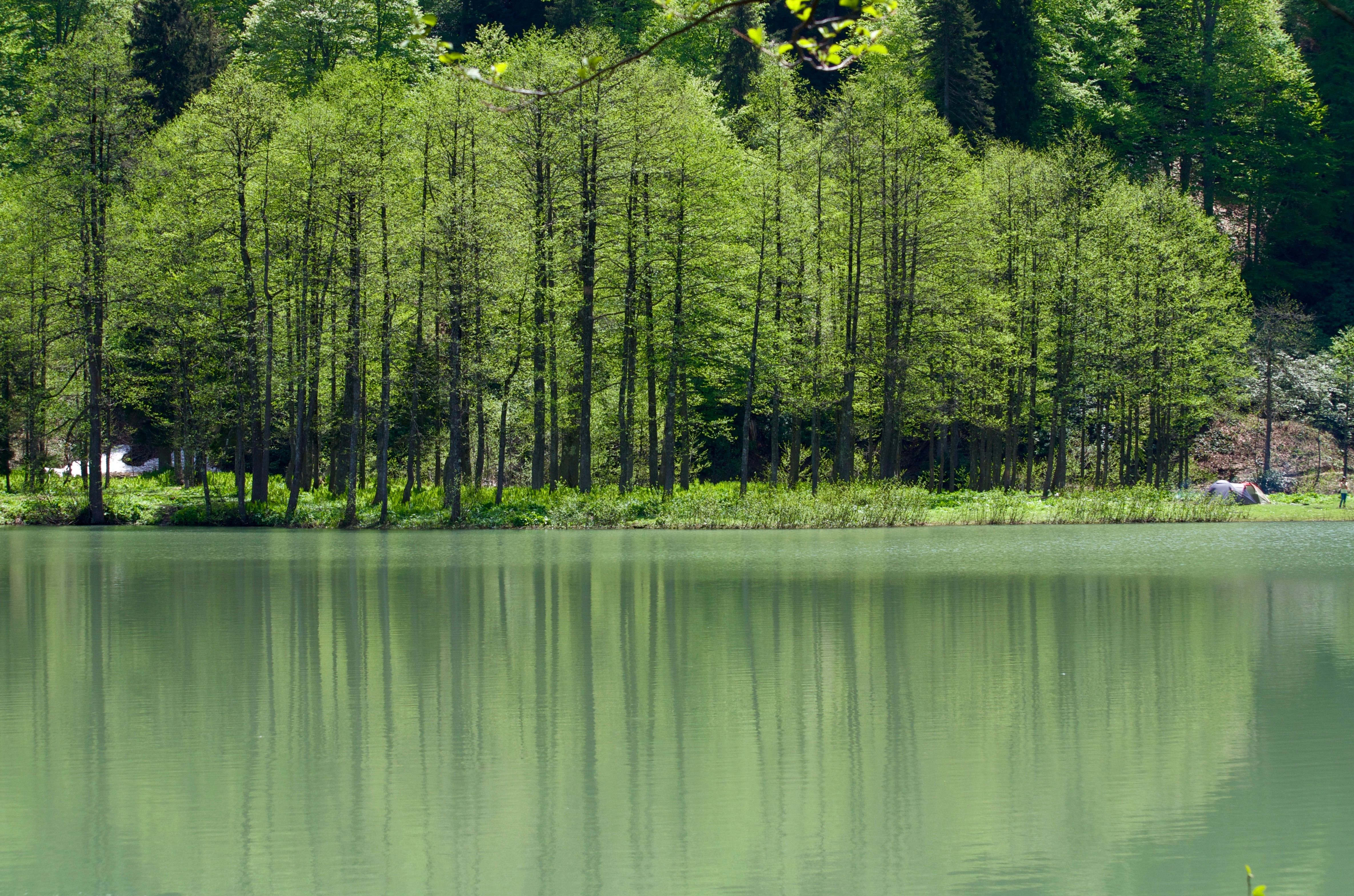 Green Trees Along Lake · Free Stock Photo