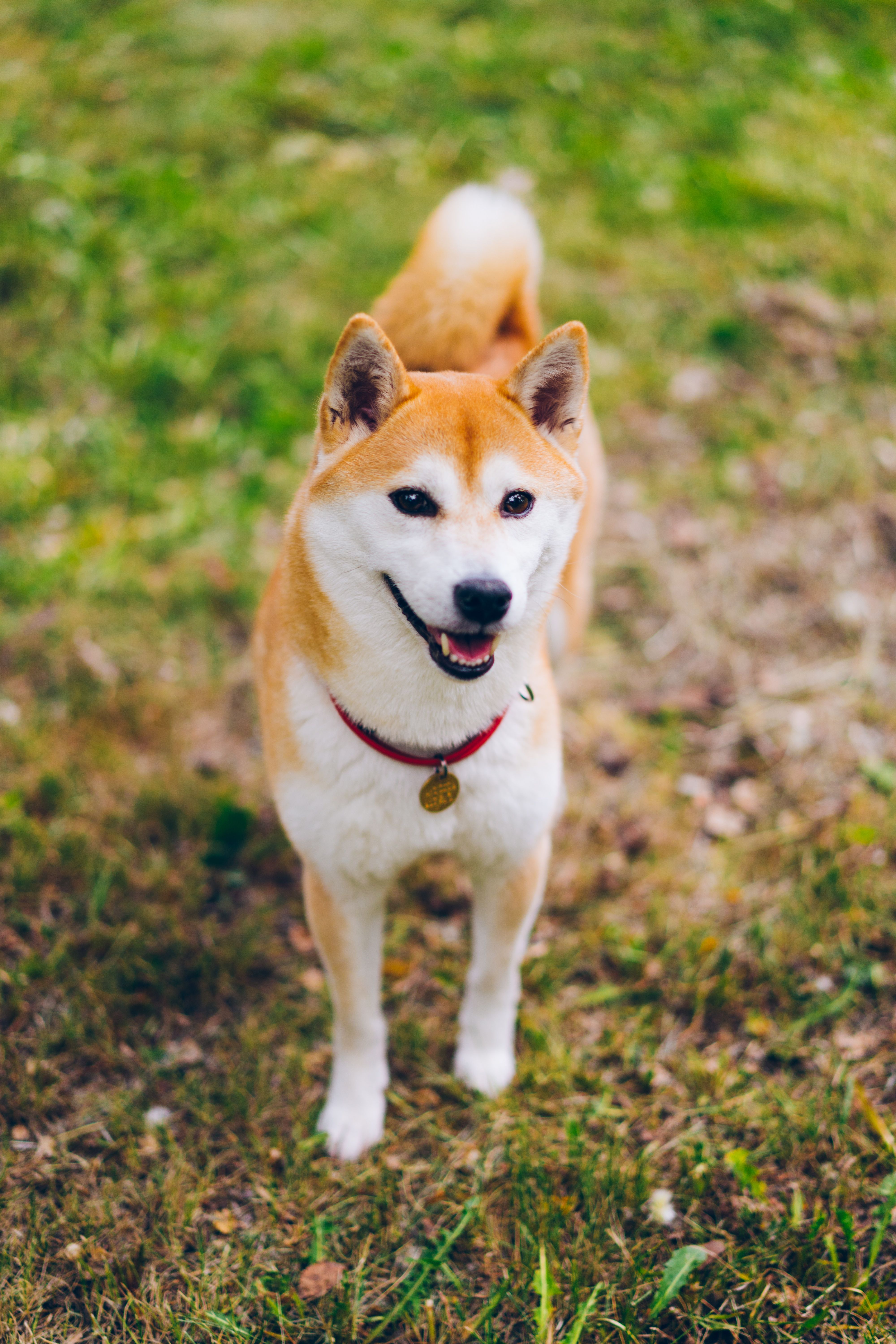 Photo of a Shiba Inu Dog Standing on Grass · Free Stock Photo