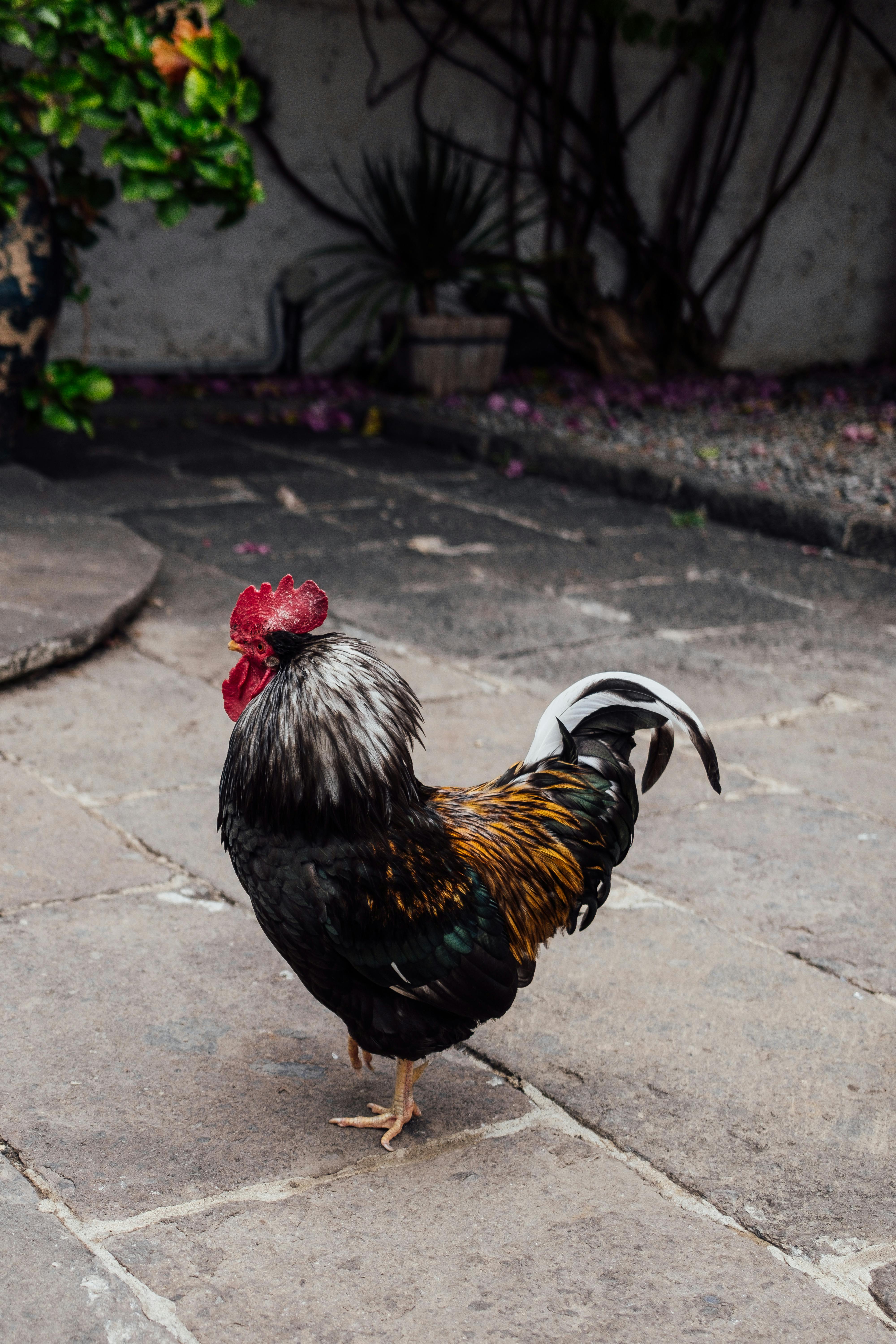 Photo of a Rooster Walking on a Pavement · Free Stock Photo