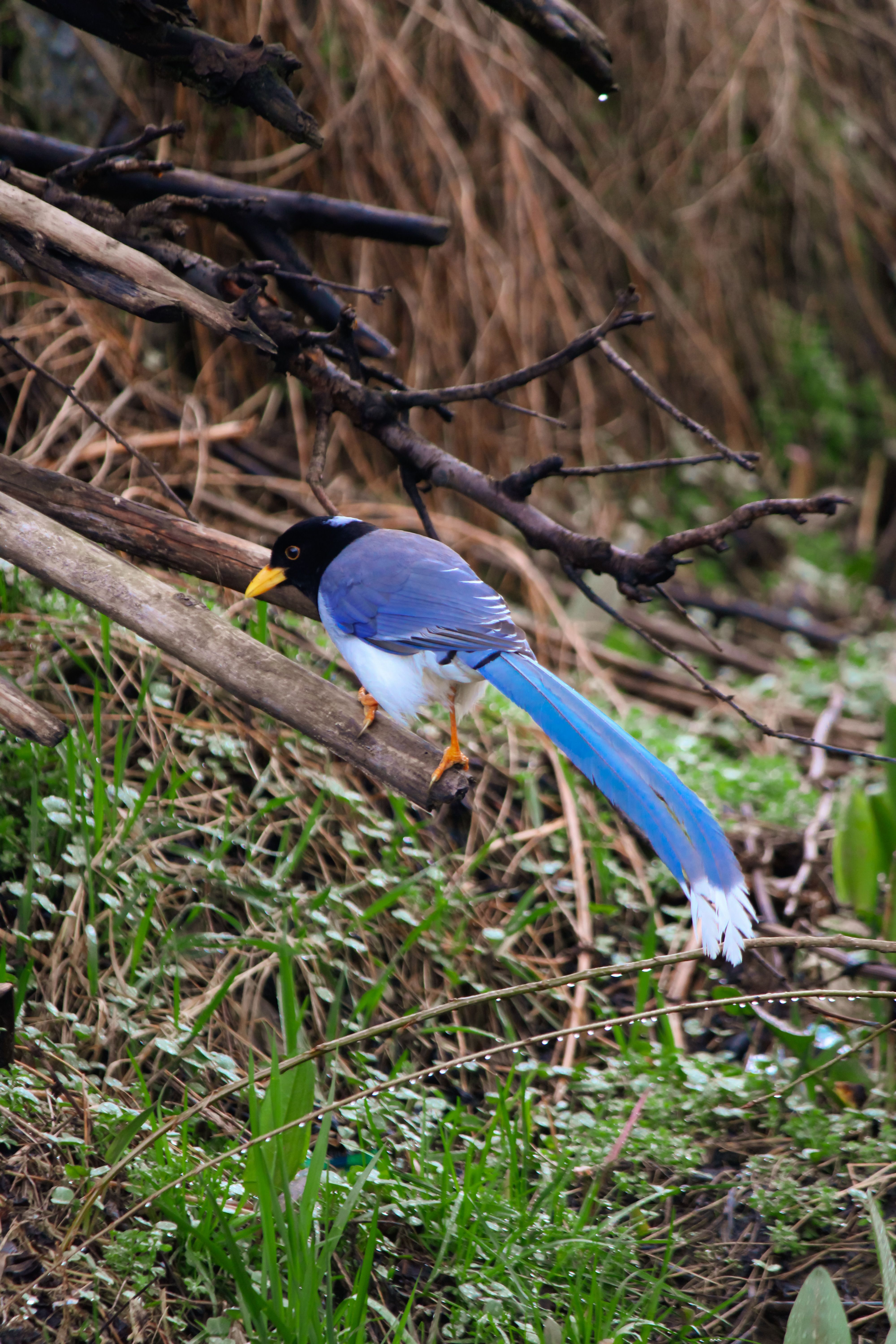 Birds In Rainforest Photos, Download The BEST Free Birds In Rainforest ...