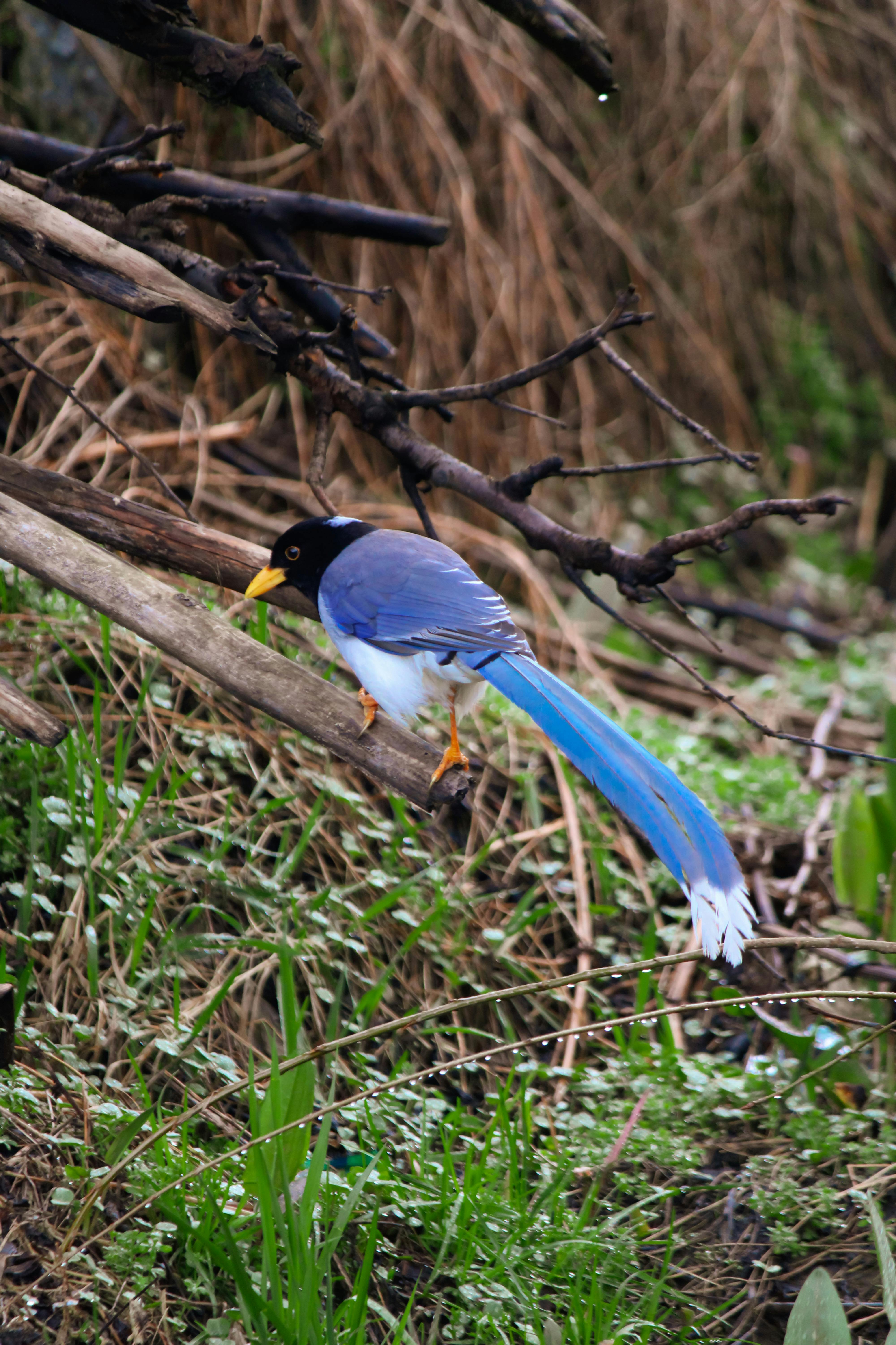 a bird on branch , long tailed bird, beautiful bird · Free Stock Photo