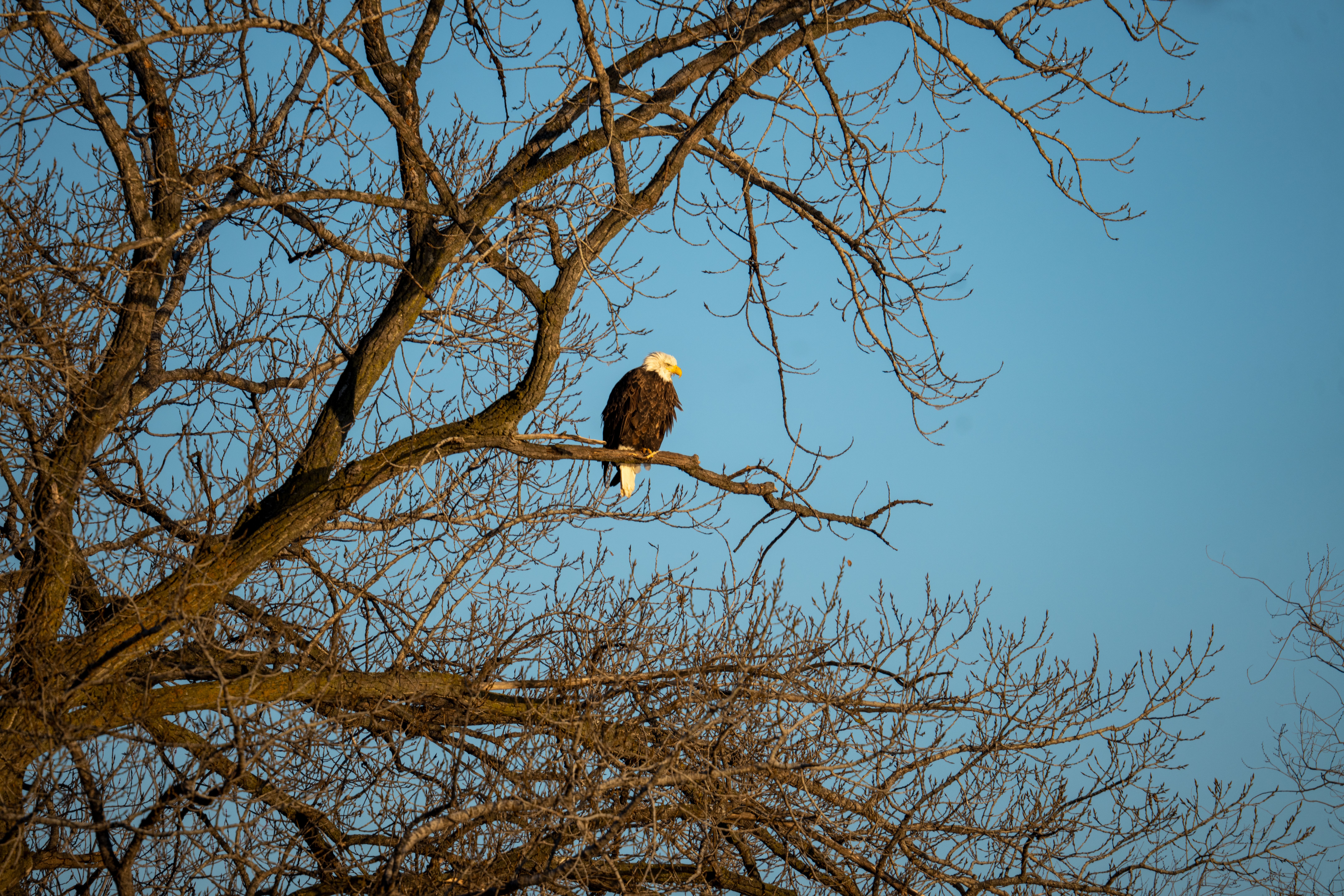Bald Eagle Sitting on a Tree · Free Stock Photo
