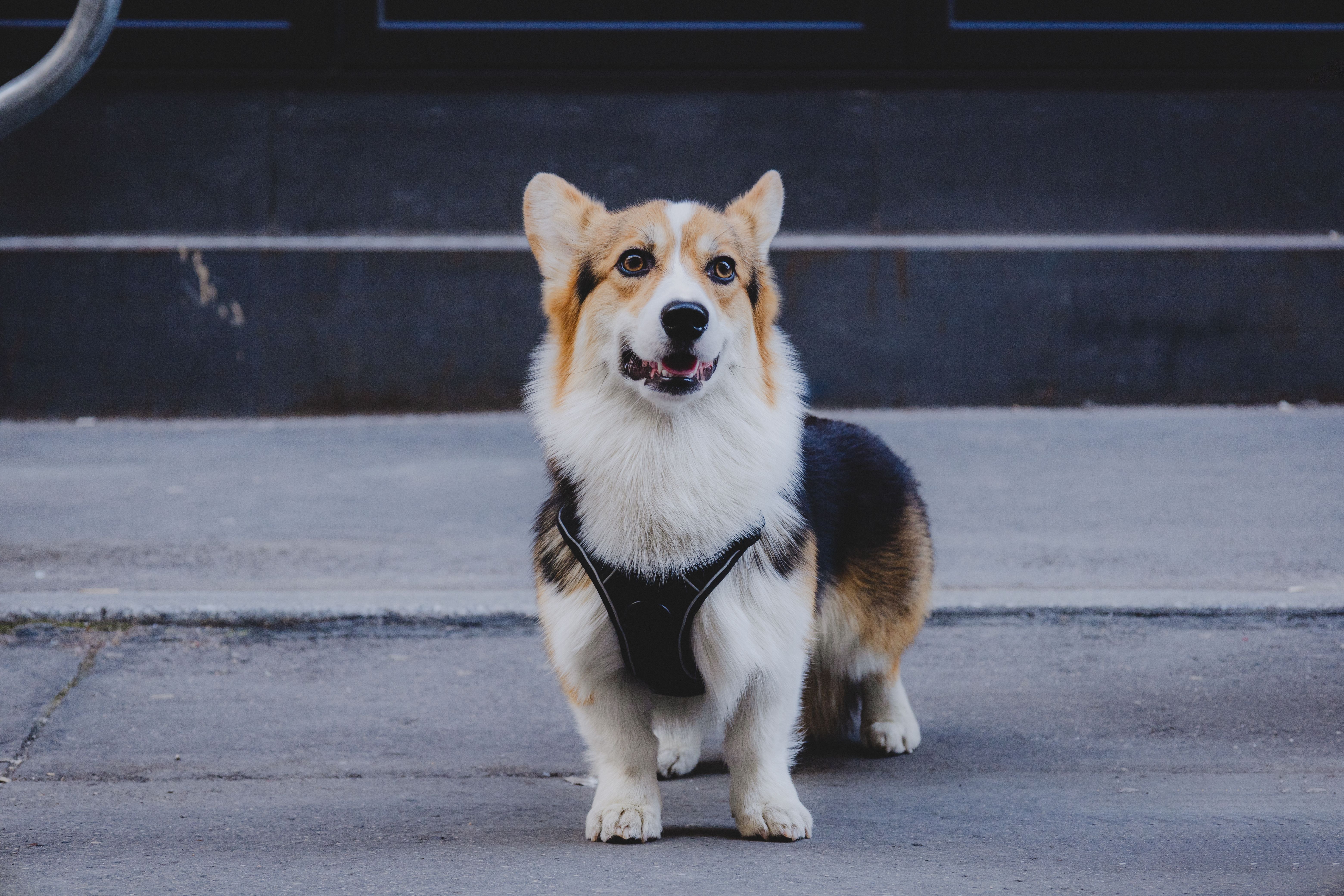 Pembroke Welsh Corgi Lying on the Sand Under White Cloud Blue Sky ...
