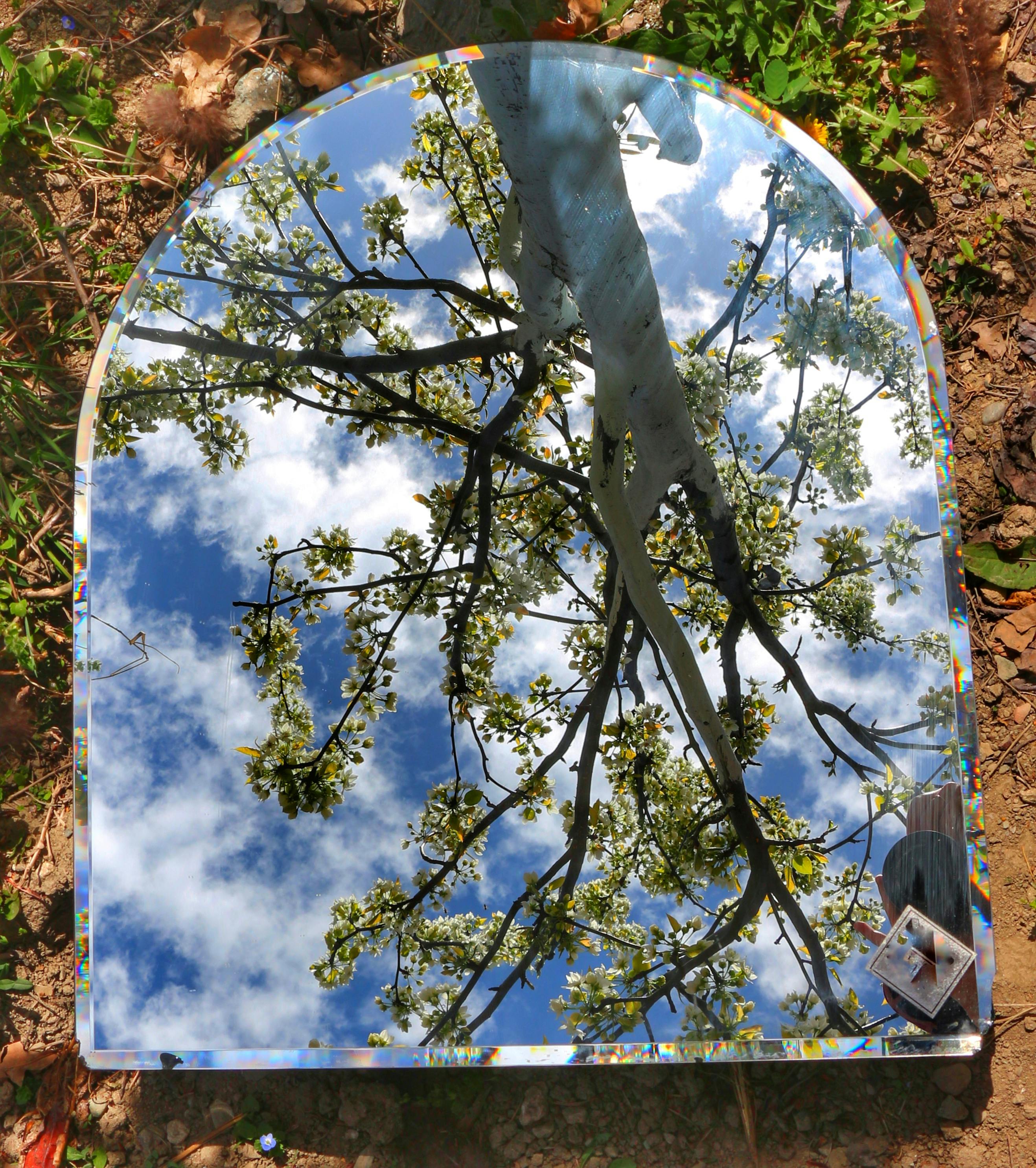 Mirror Reflecting a Tree · Free Stock Photo
