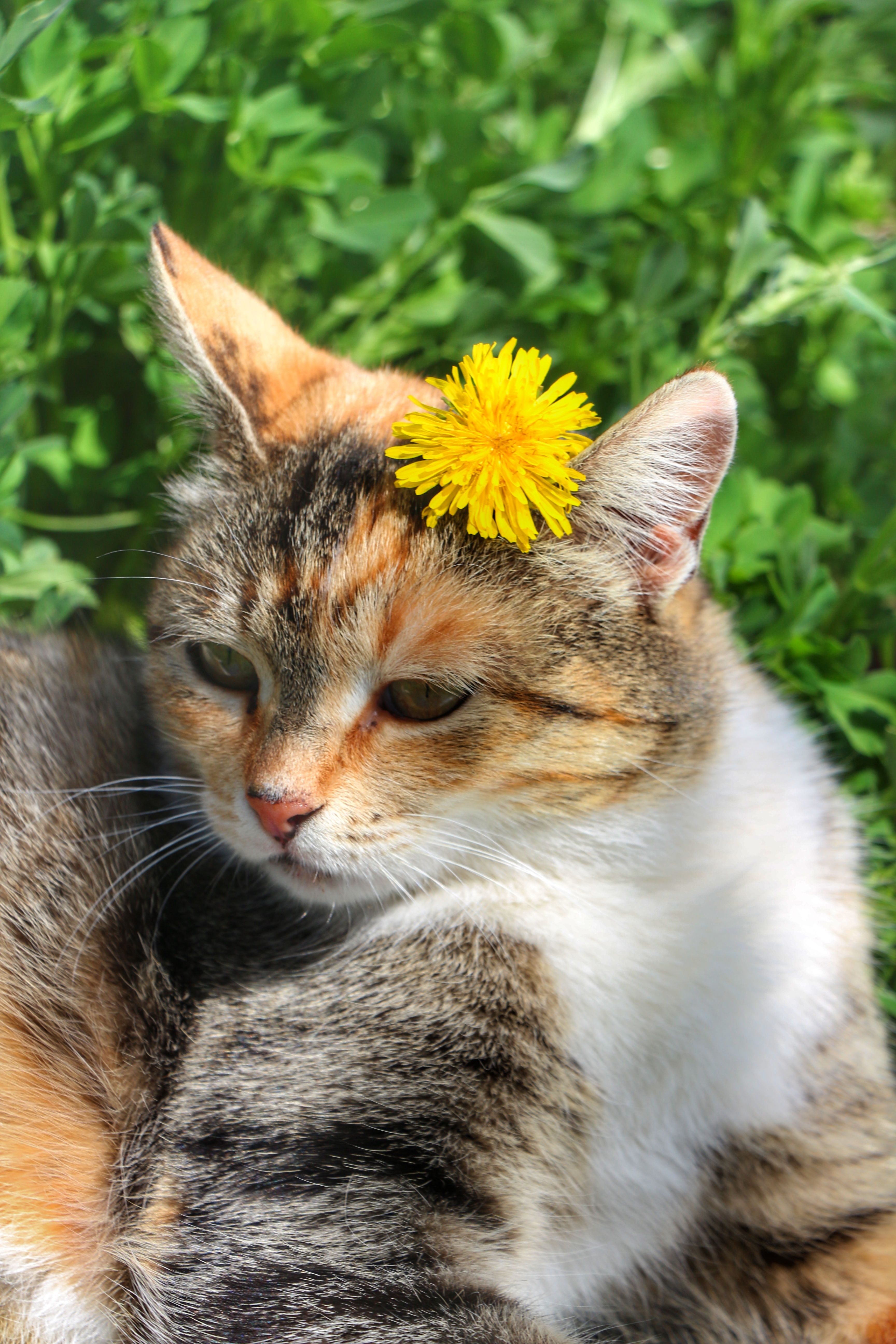 Portrait of a Cat with a Dandelion on Its Head · Free Stock Photo