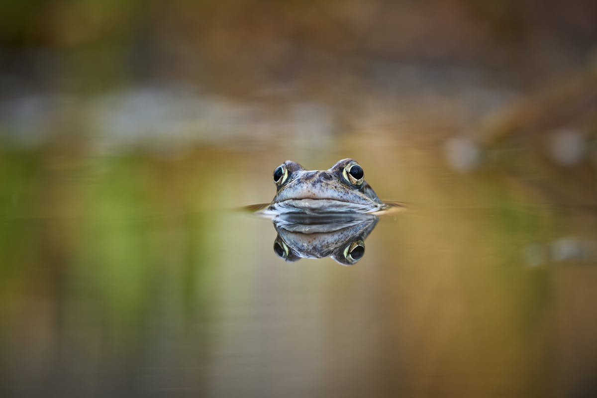 Frog Wallpaper Photos, Download The BEST Free Frog Wallpaper Stock ...