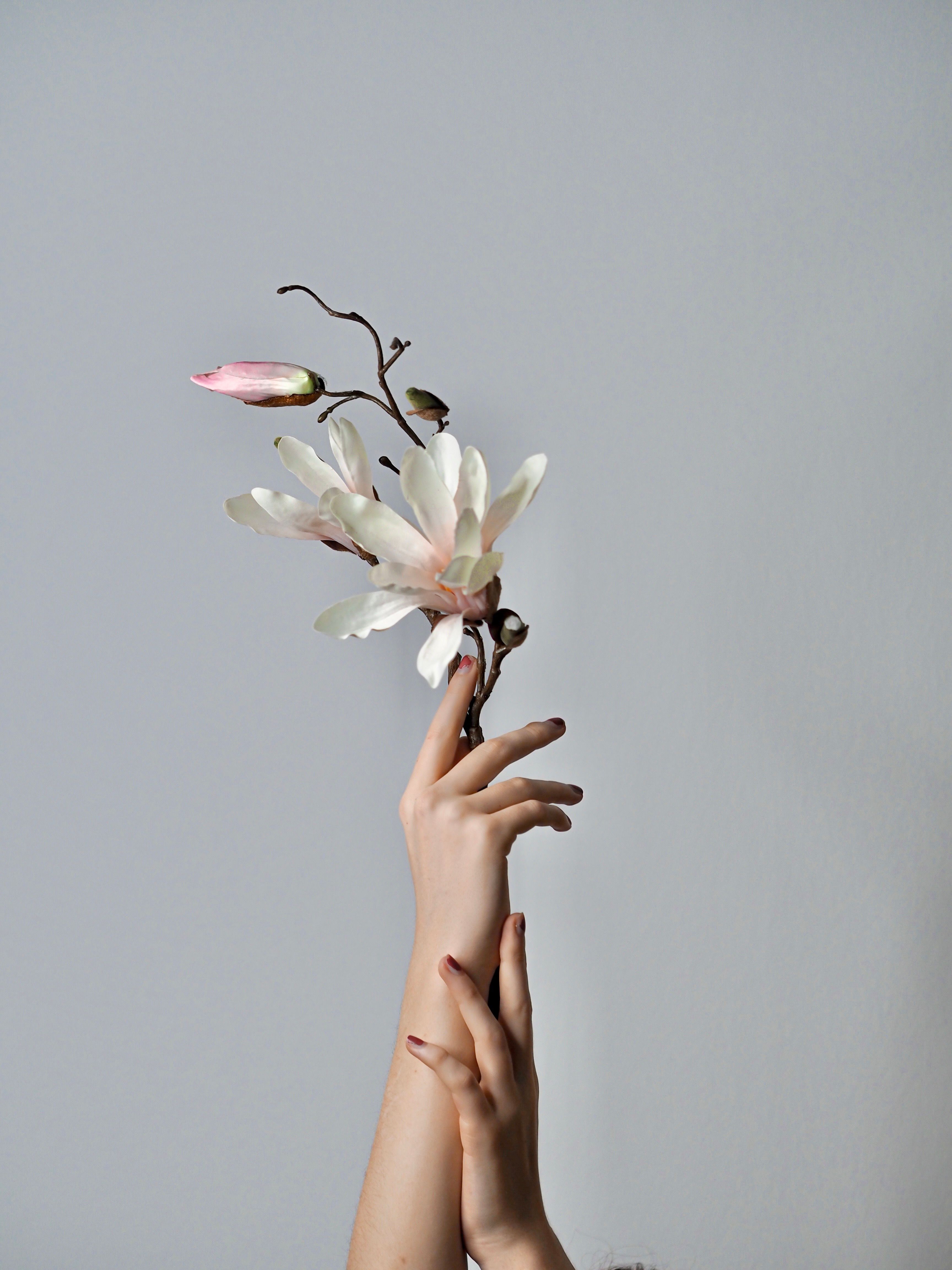 A woman's hands holding a flower in front of a grey background · Free ...