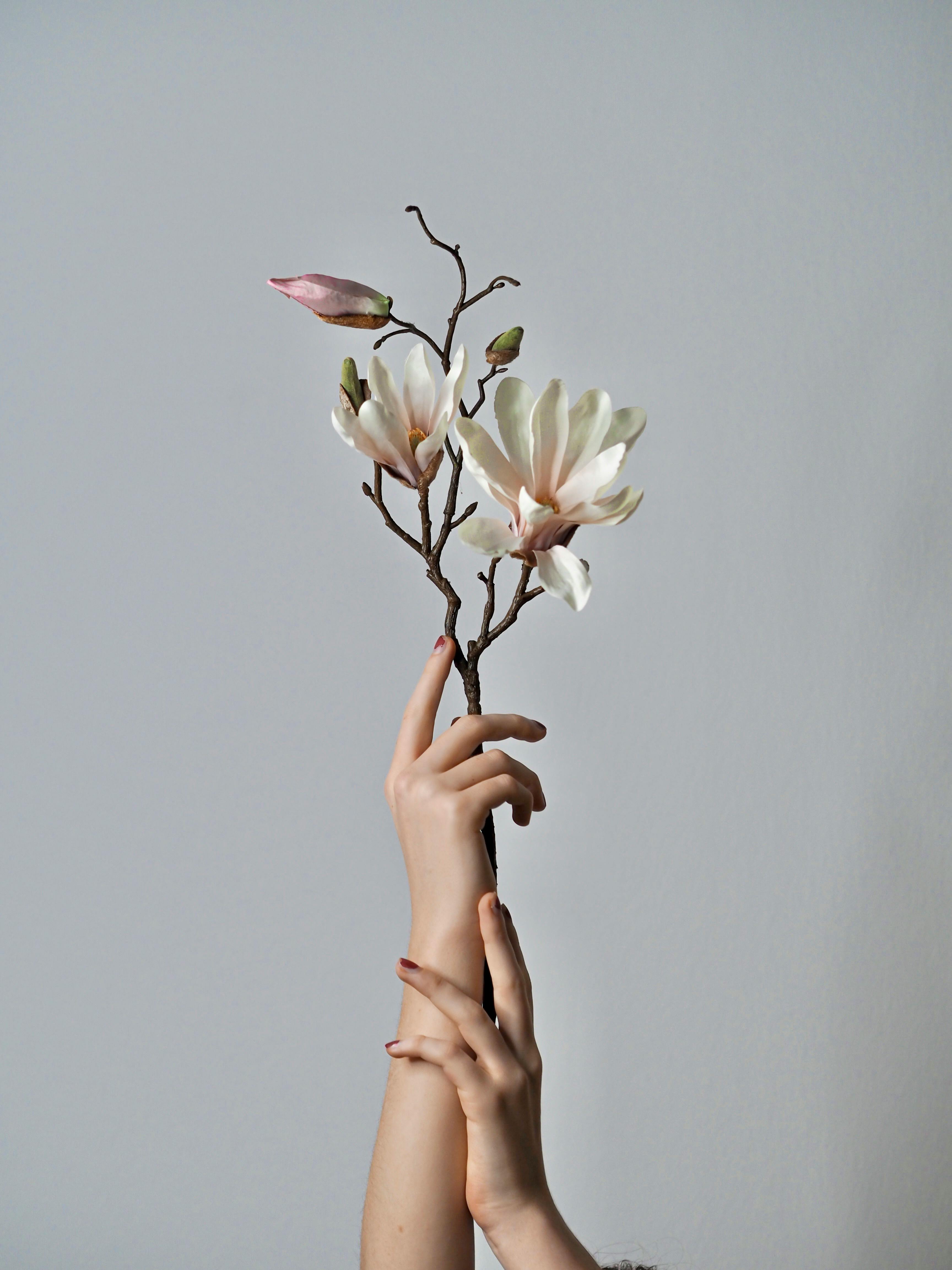 Hands of a Woman Holding Blooming Flowers against a White Background ...