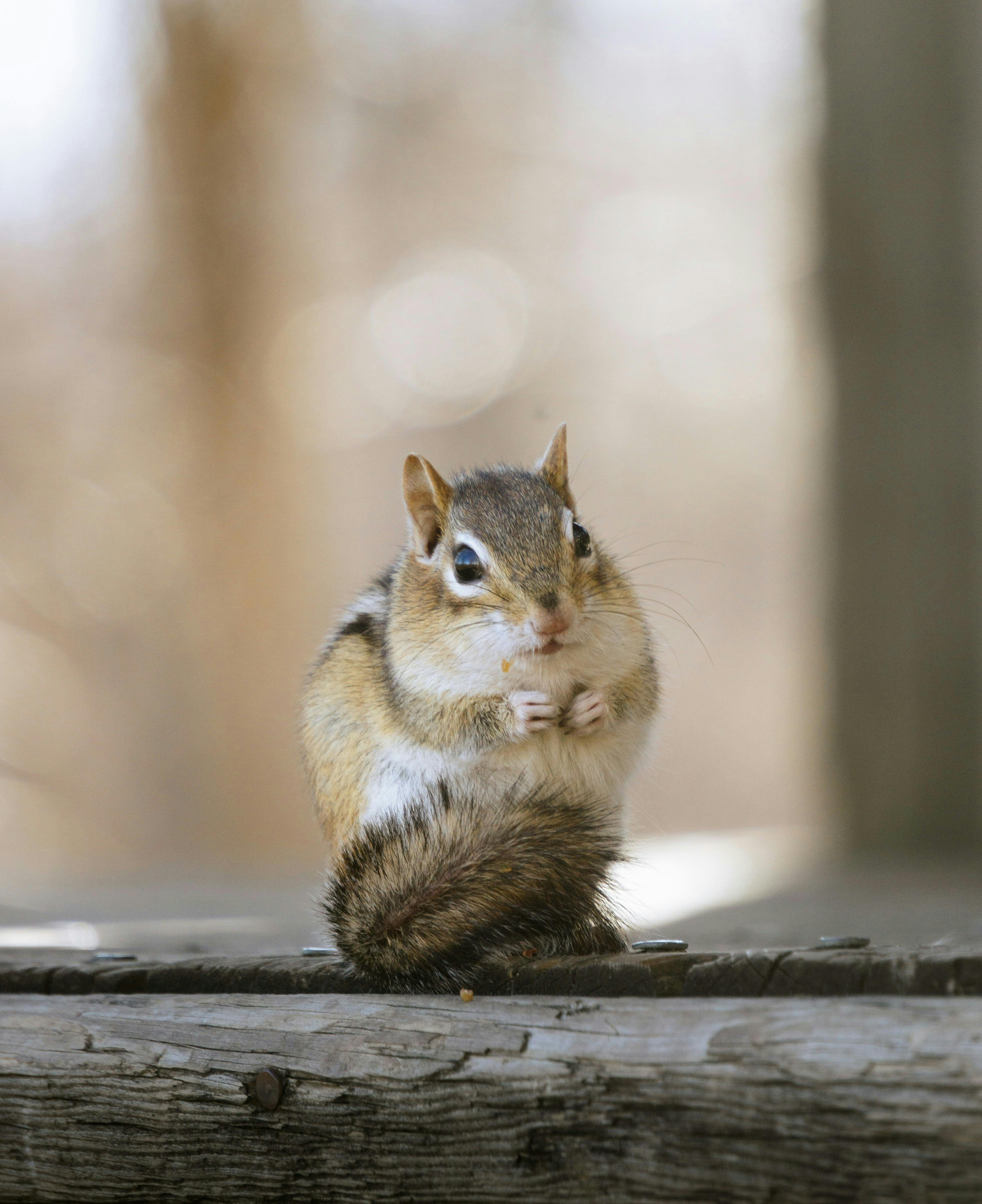 Chipmunk Photos, Download The BEST Free Chipmunk Stock Photos & HD Images