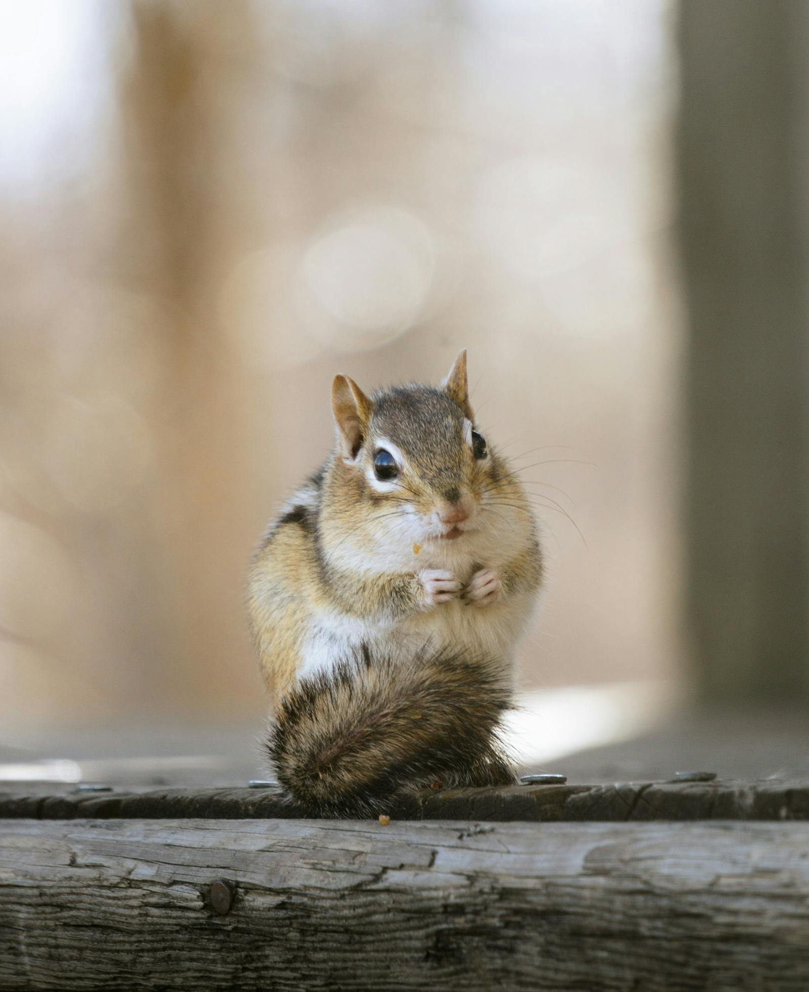 Chipmunk Photos, Download The BEST Free Chipmunk Stock Photos & HD Images