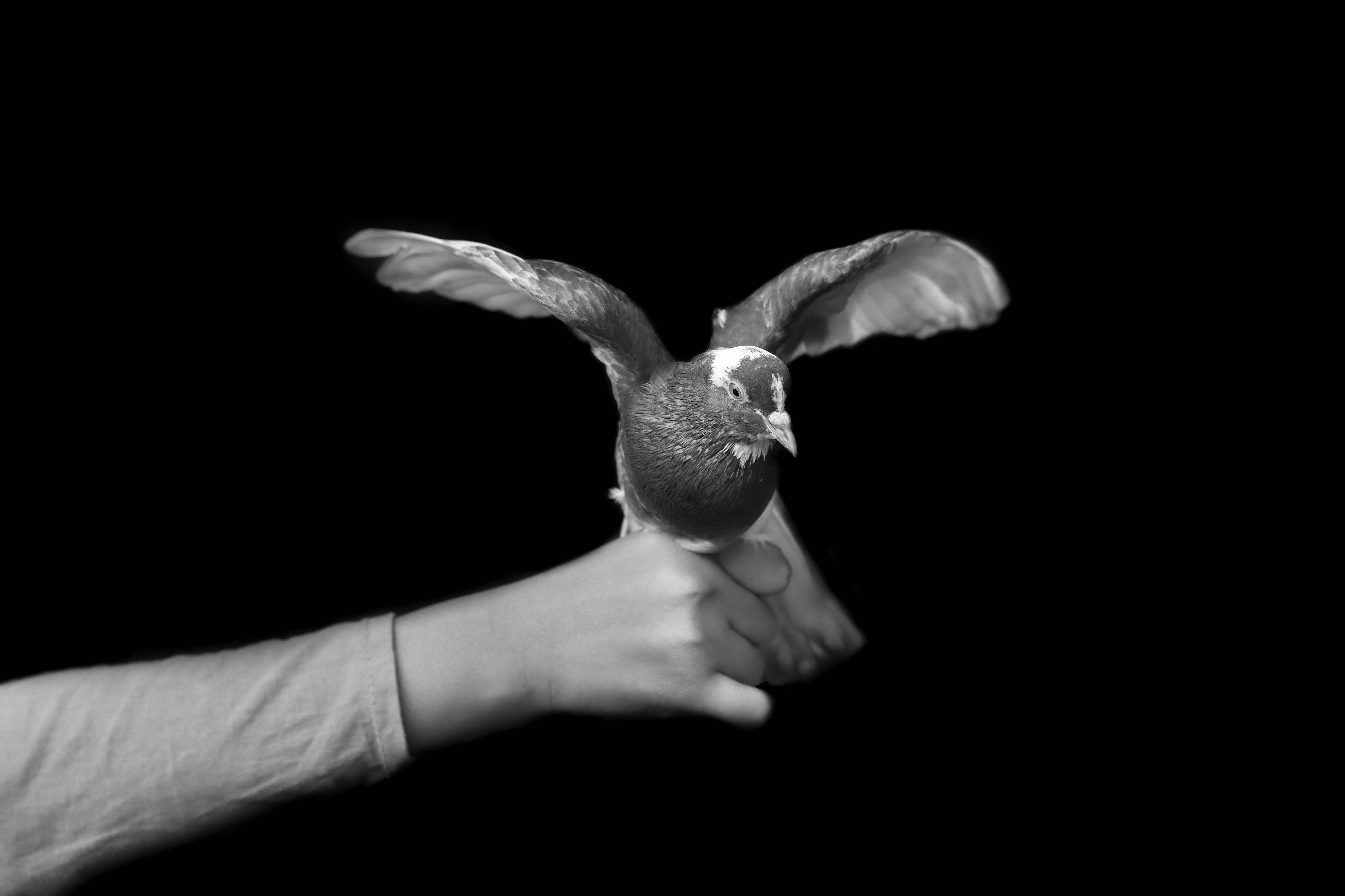 Black and White Photo of a Pigeon Held by a Person · Free Stock Photo