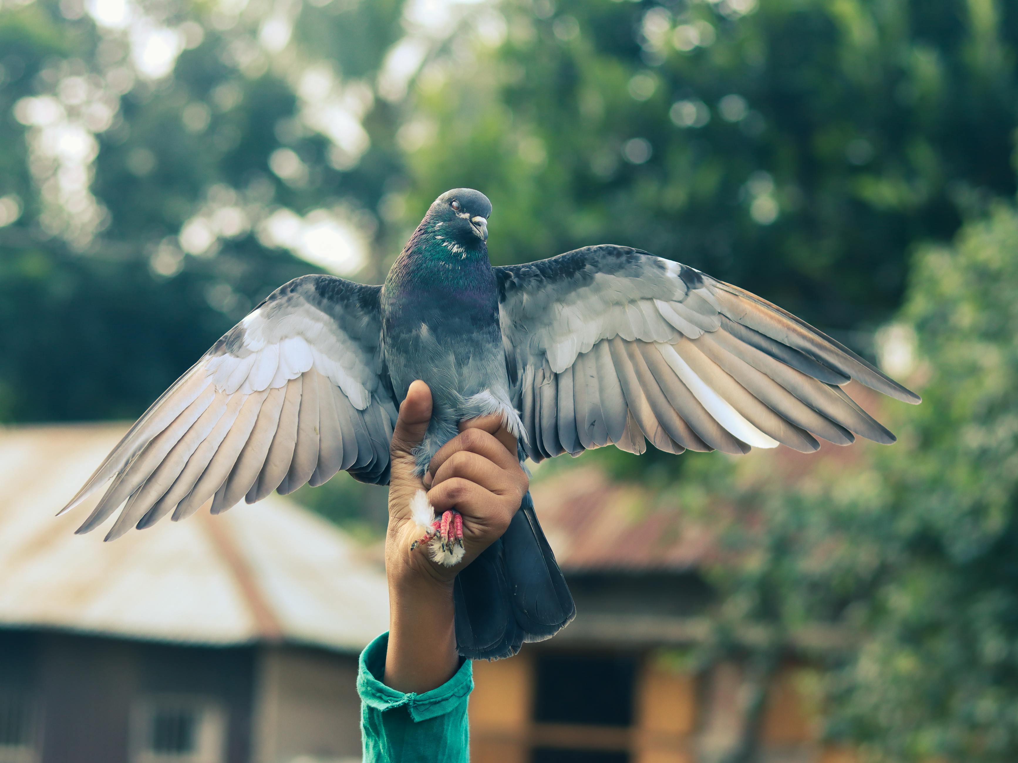Close-up of a Pigeon Being Held by a Person by its Legs · Free Stock Photo