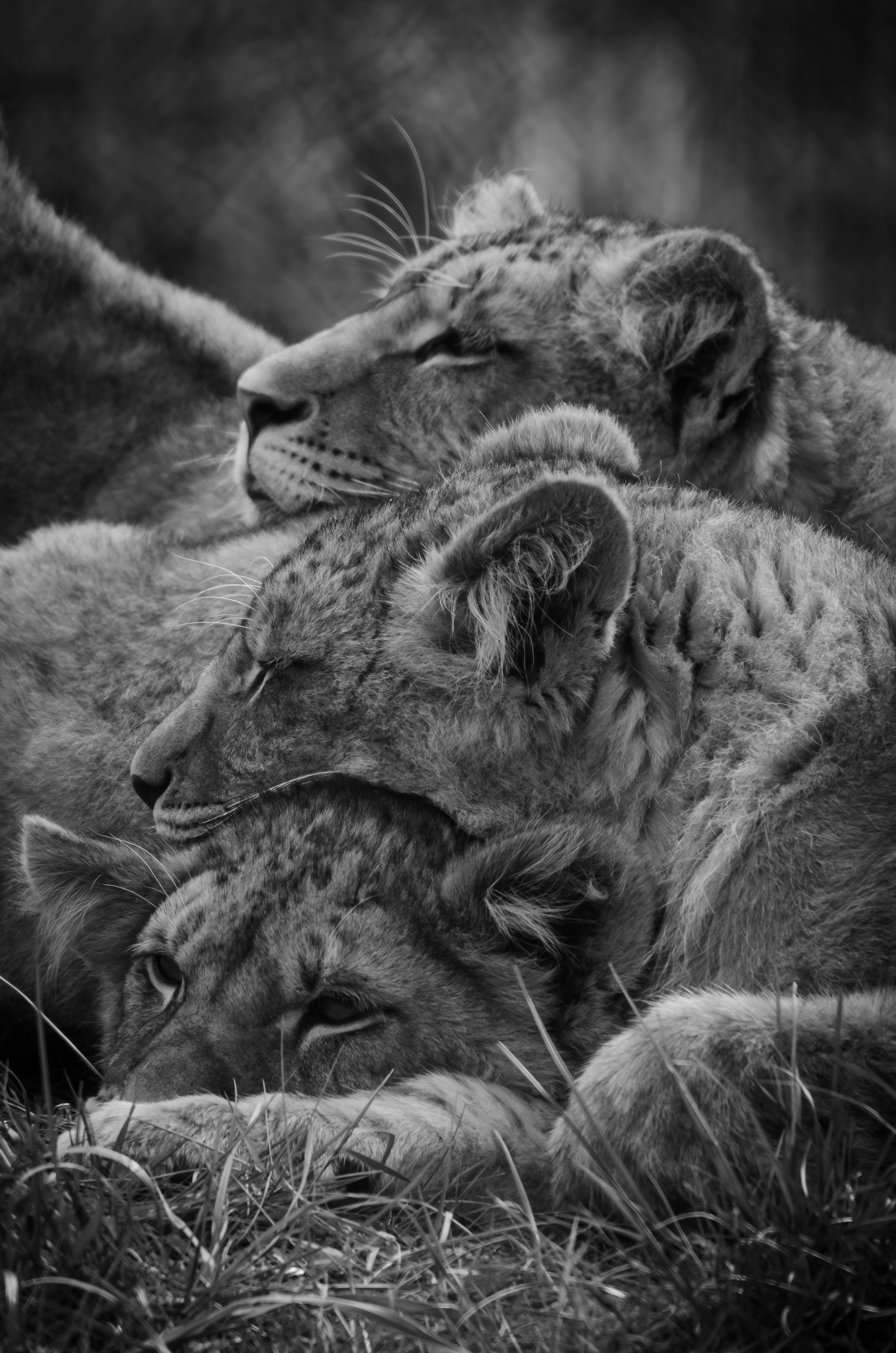 Lion cubs stack · Free Stock Photo