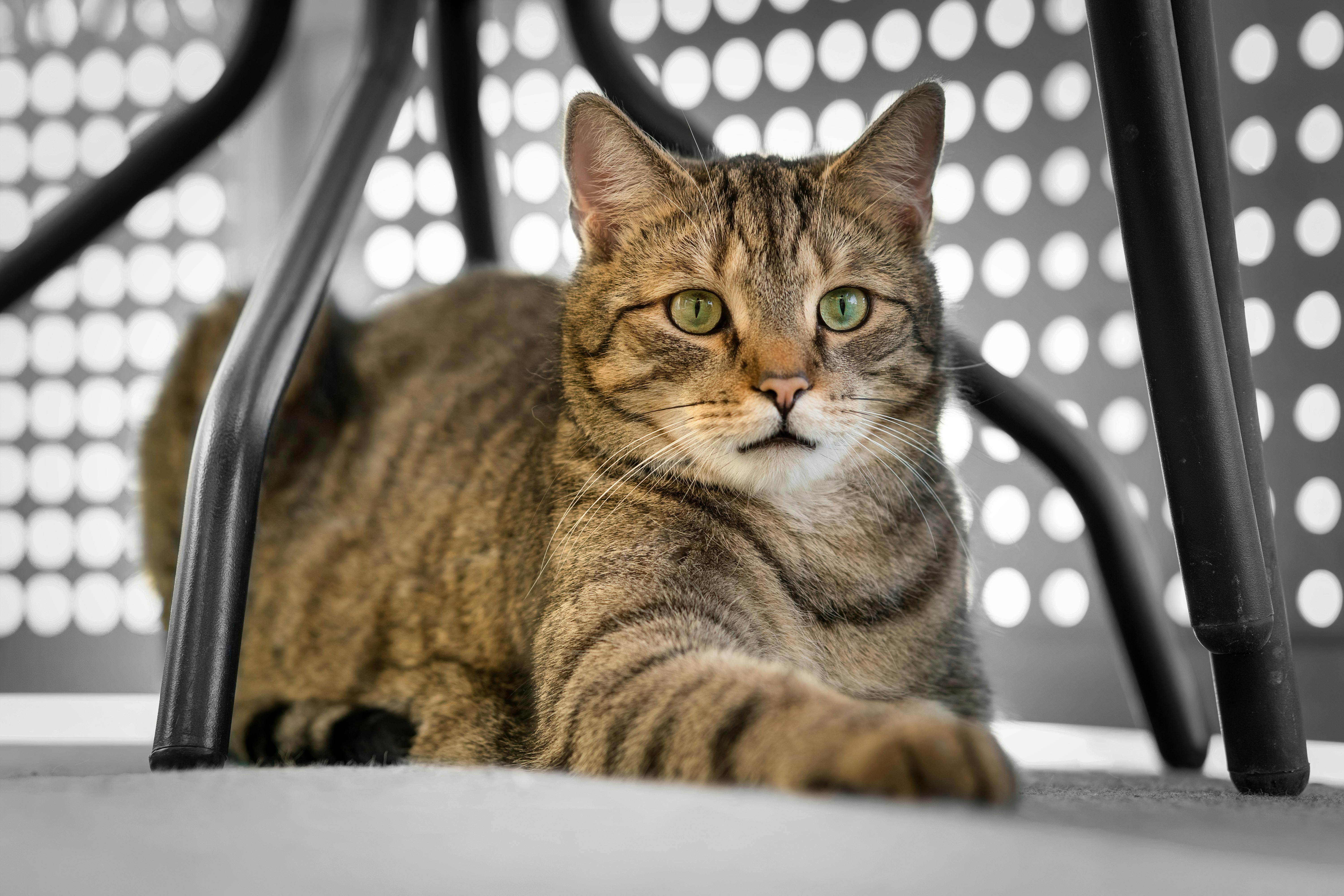 Selective Focus of Cat Lying Down · Free Stock Photo