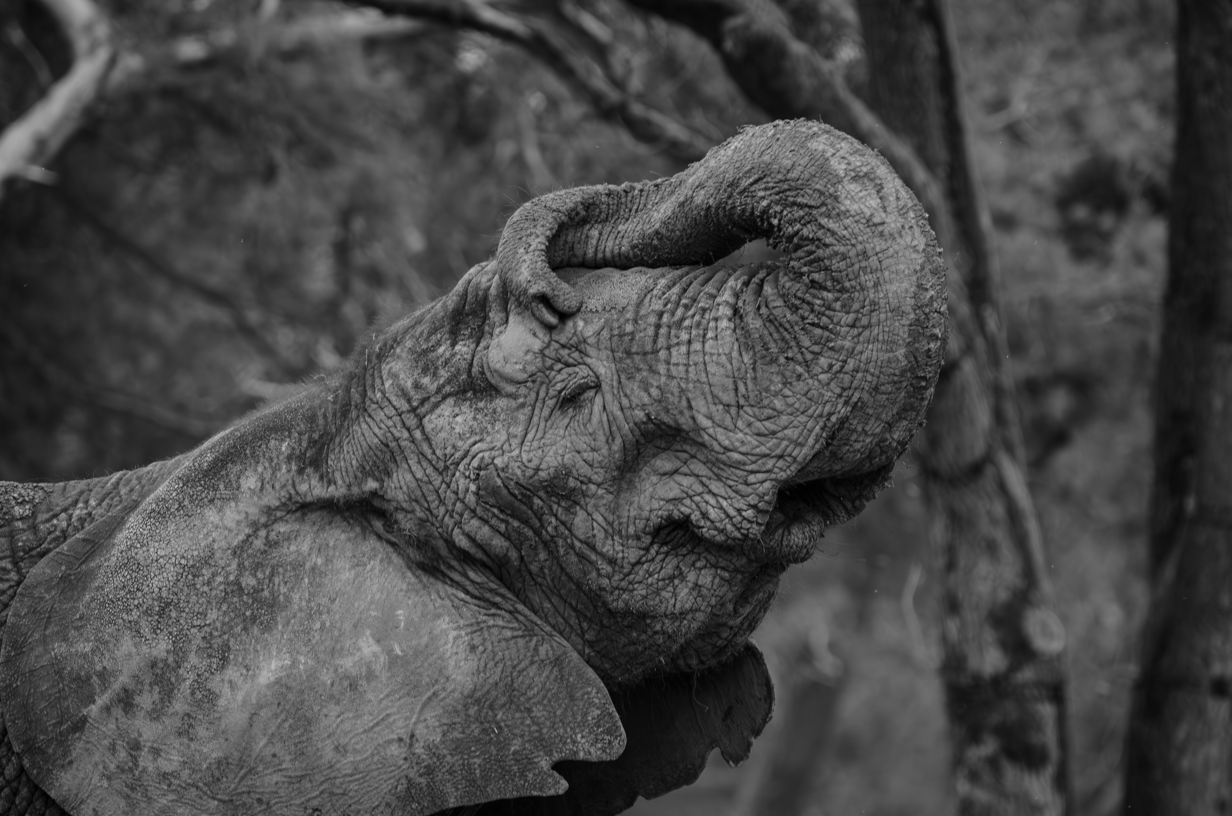 Grayscale Photo of Elephant · Free Stock Photo