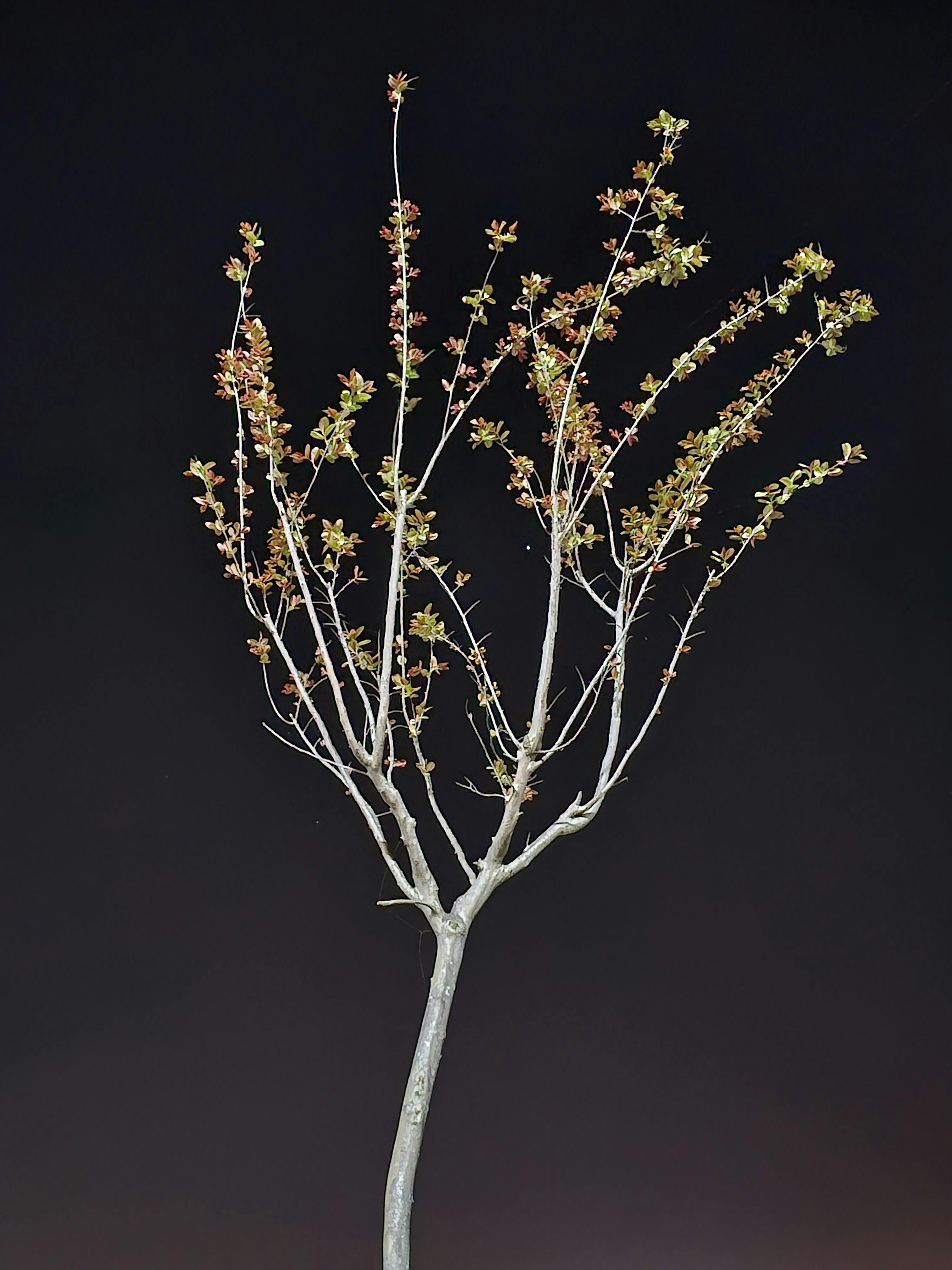 Esra Kaya - Photography