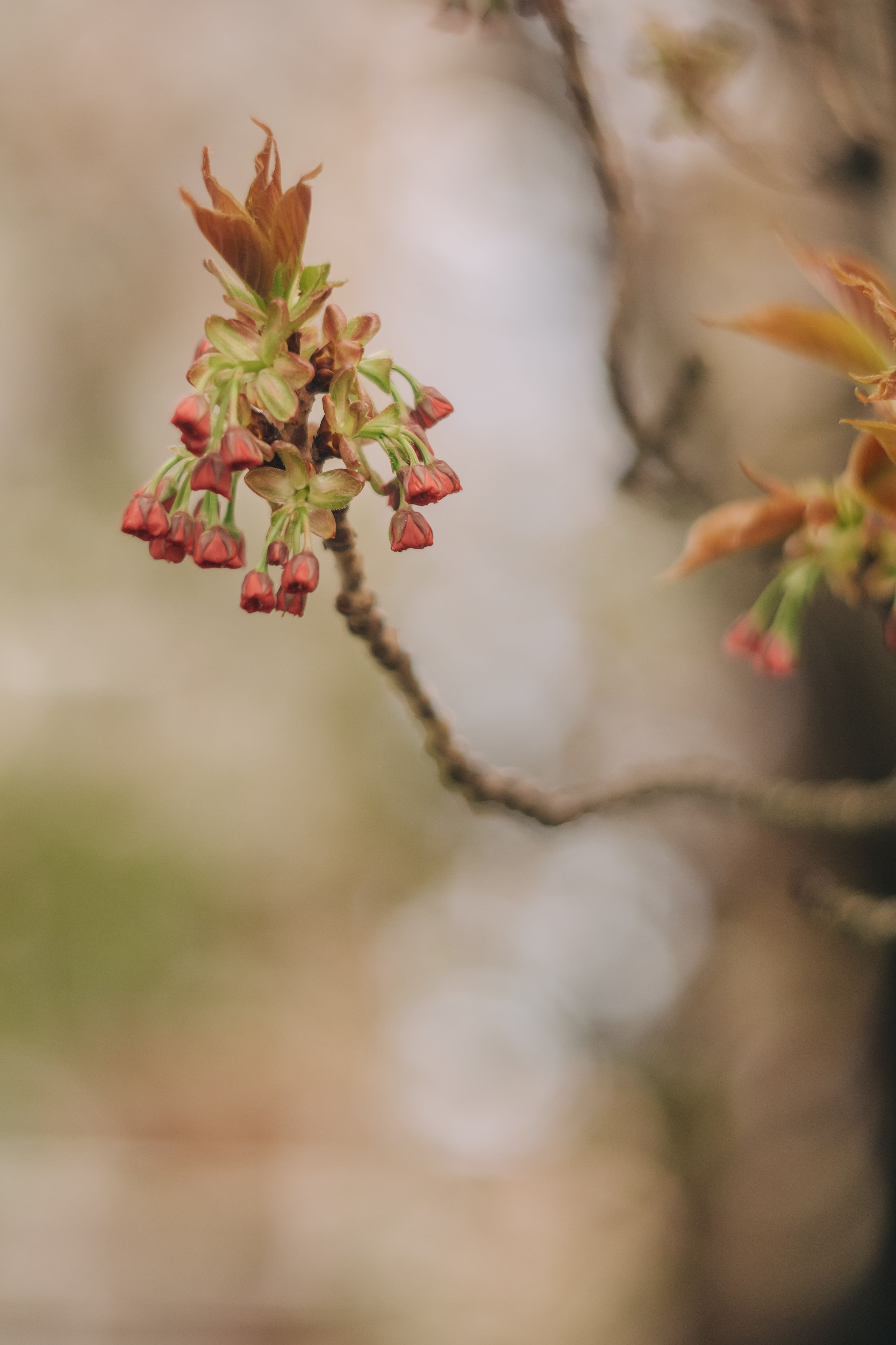 Small Blossoms on Thin Branch · Free Stock Photo