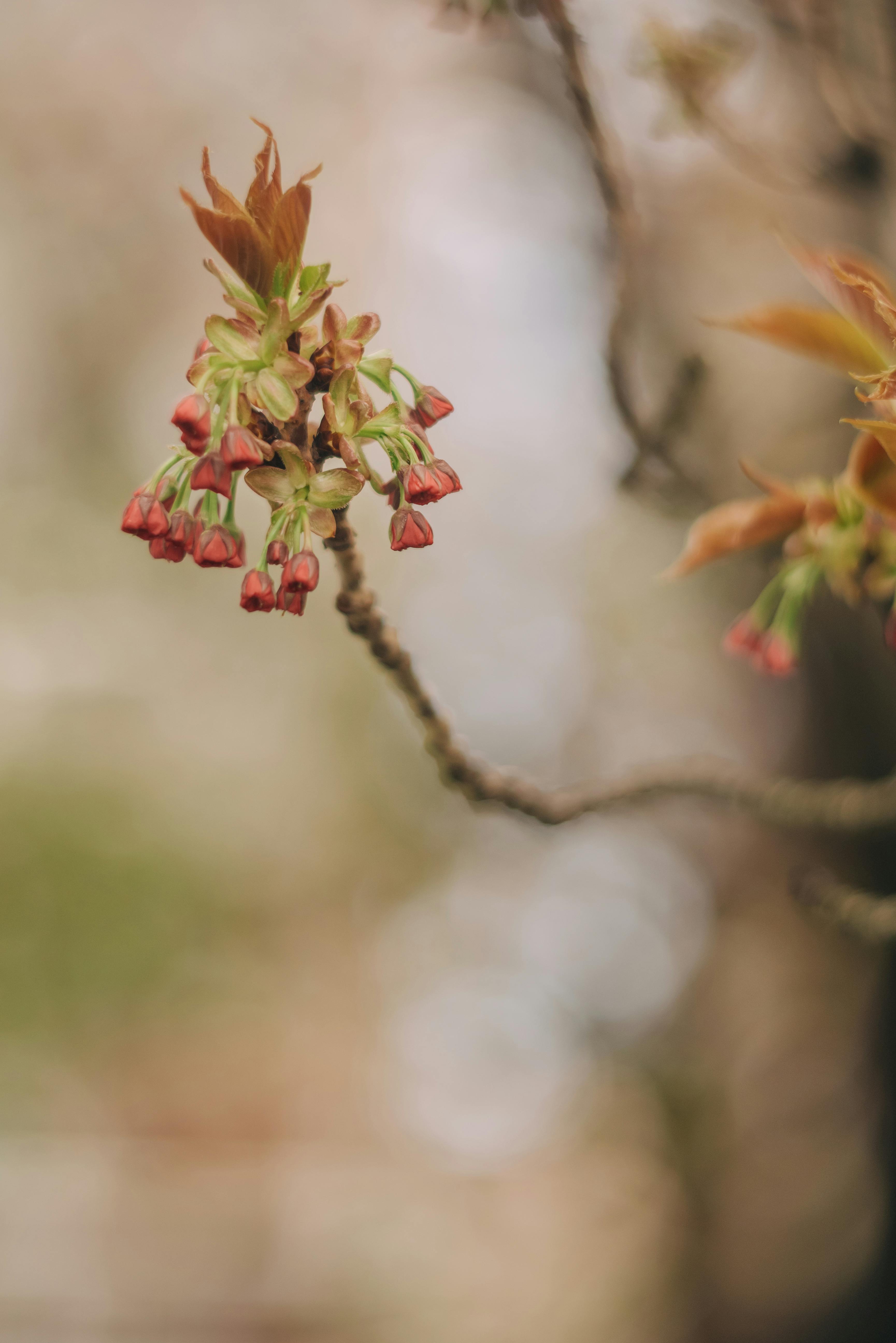 Blooming shrub branch with small flowers in summer garden · Free Stock ...